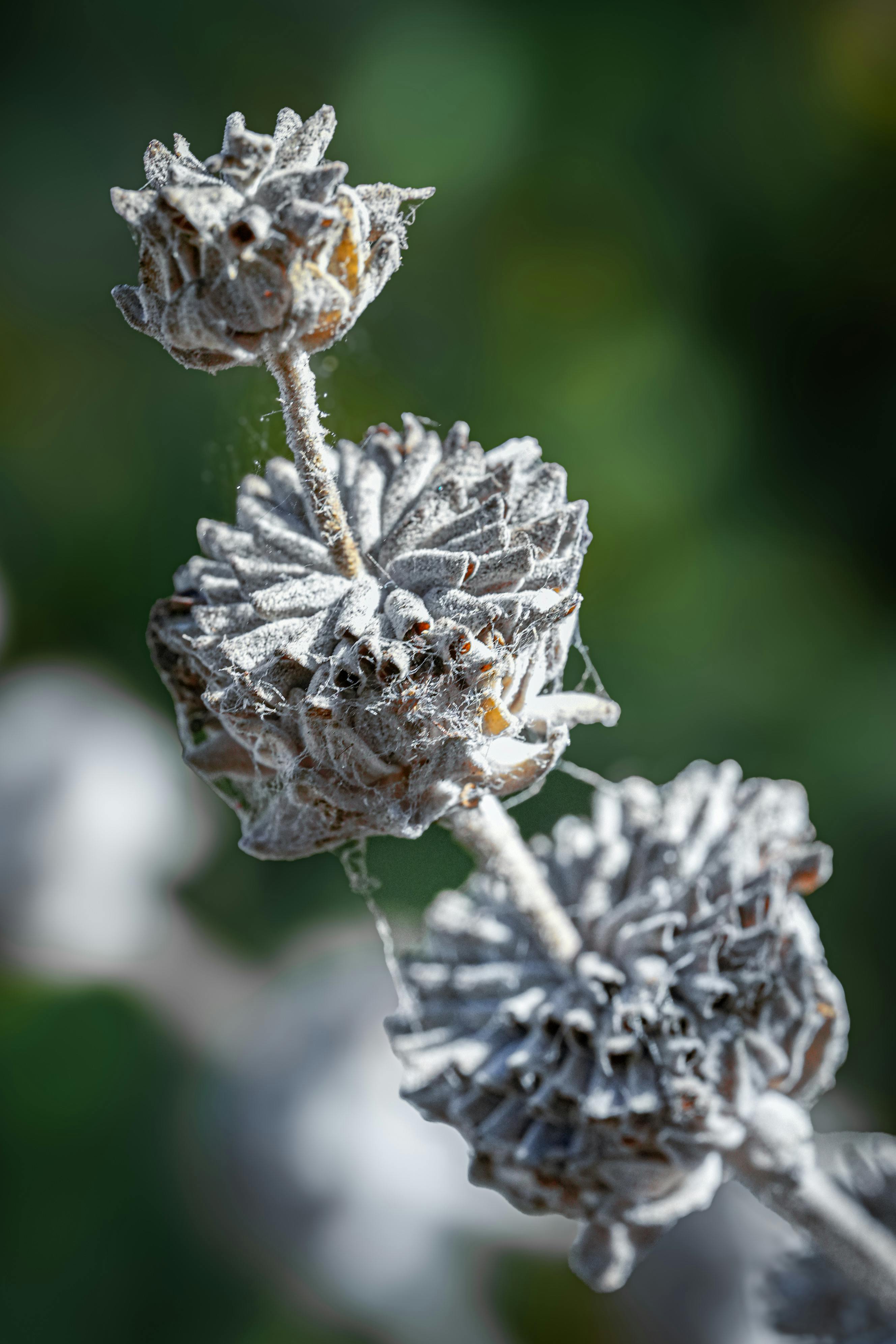 Close-up of Frosted Dried Flower Buds on Stem · Free Stock Photo