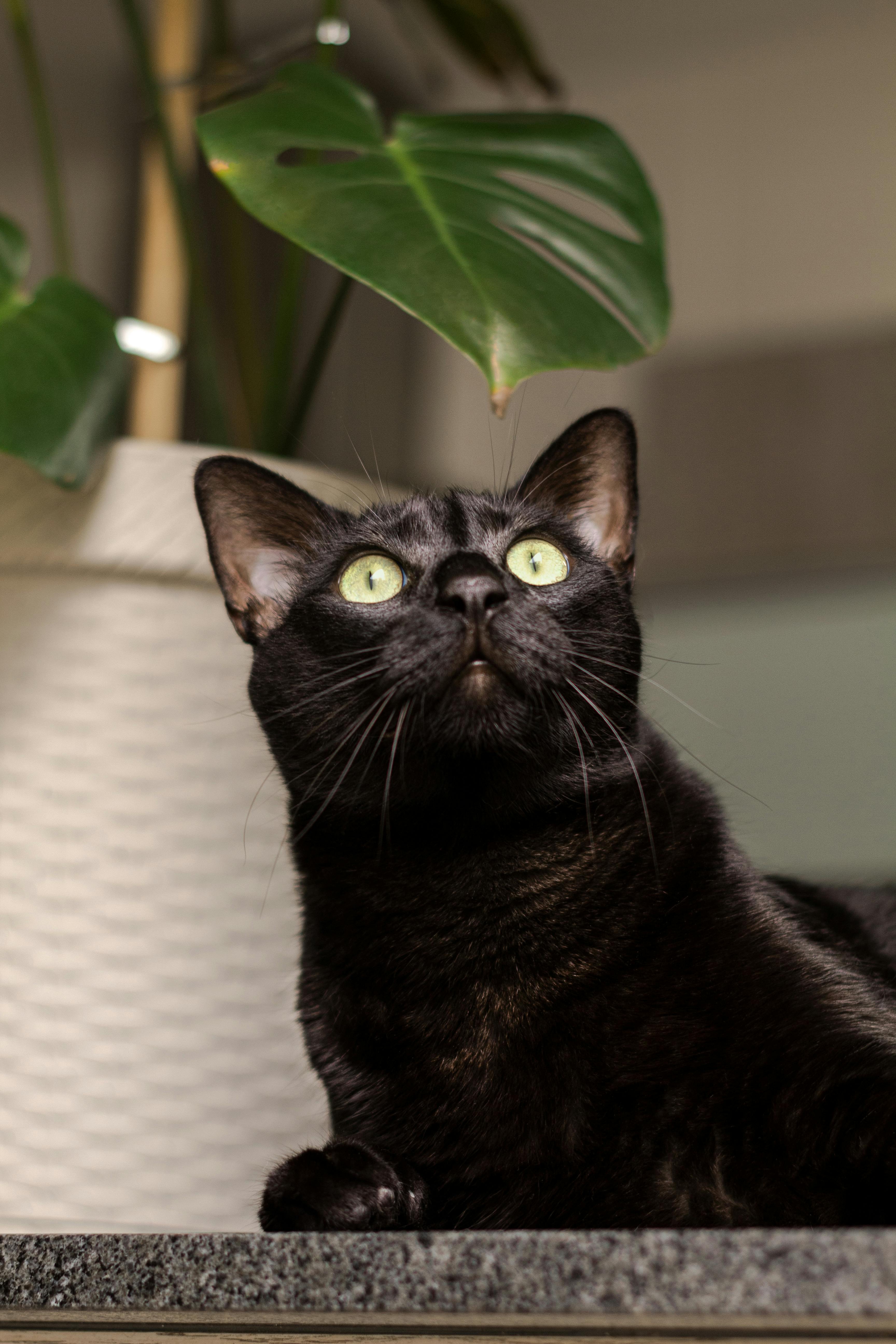 5.964+ Fotos y Imágenes de Black tale Gratis · Banco de Fotos Gratis