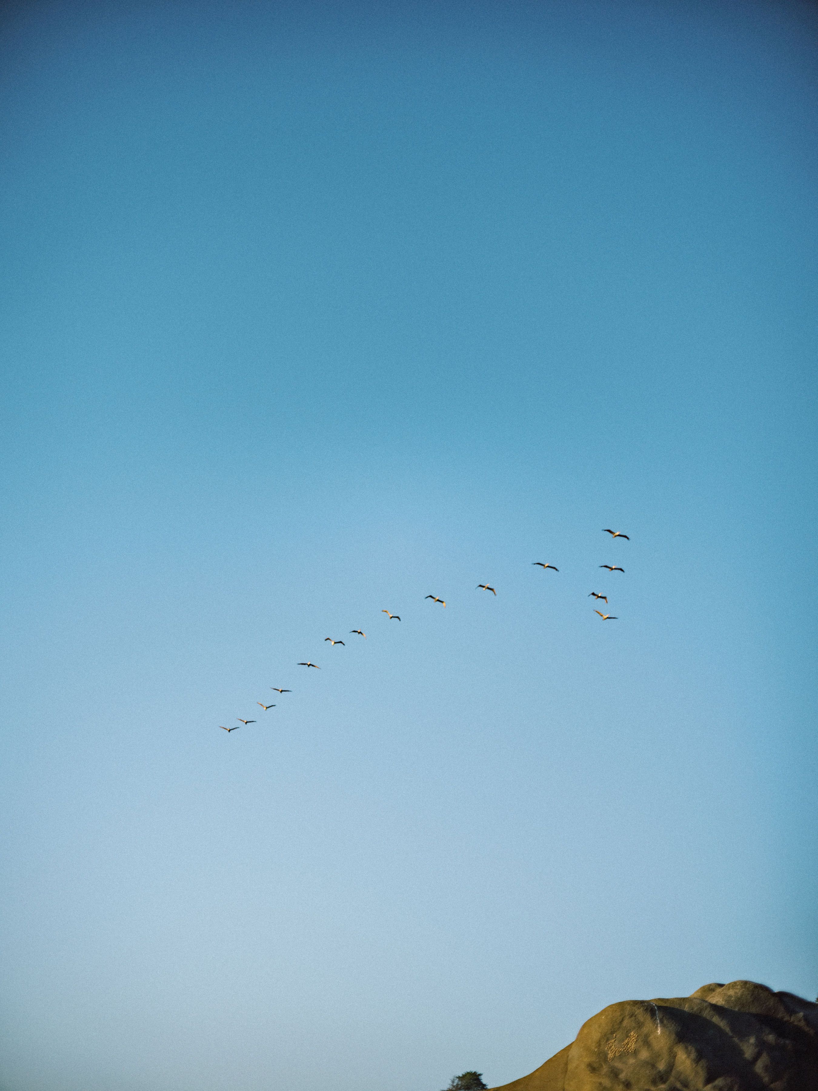 Birds on Mid Air · Free Stock Photo
