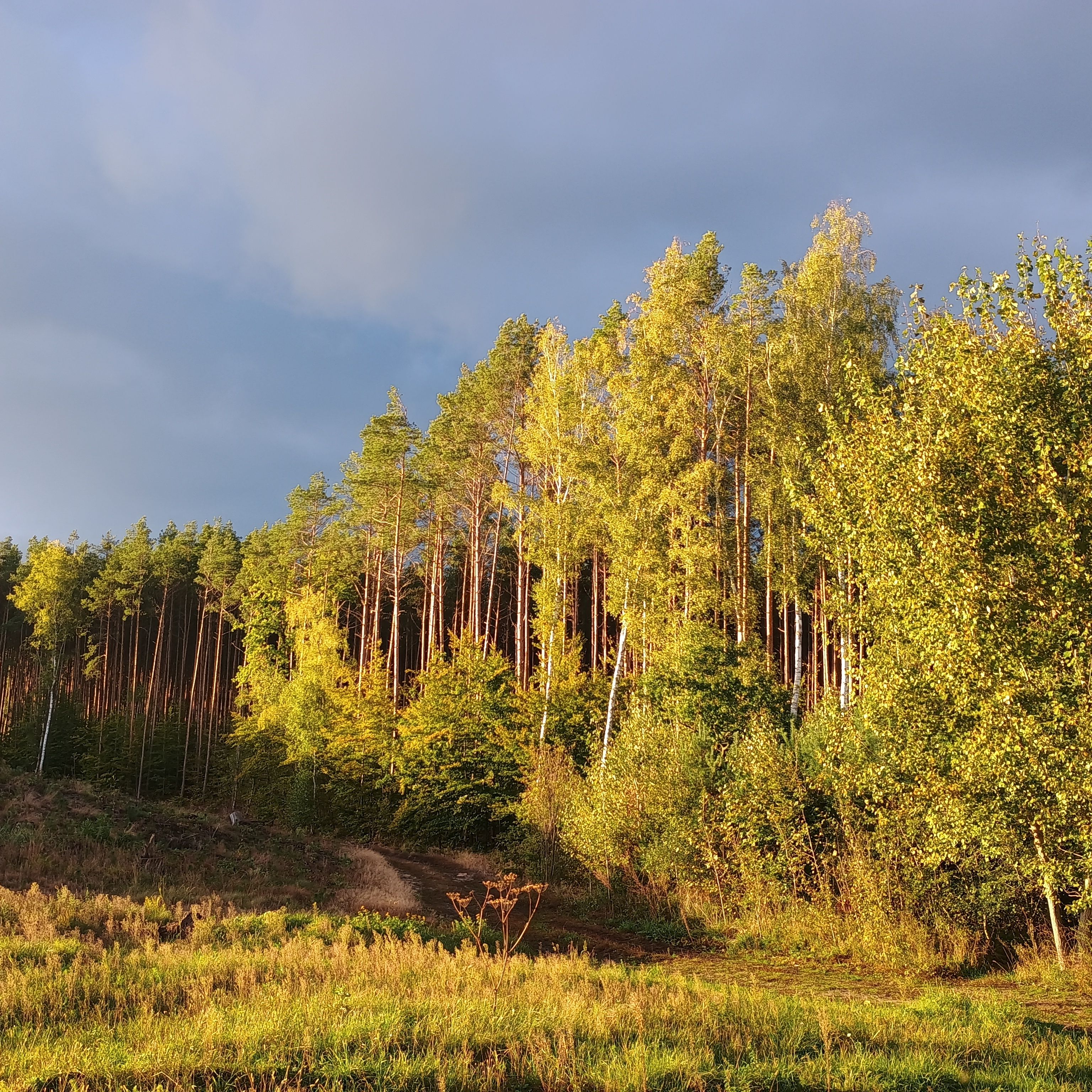 Sunlit Pine Forest in Polish Countryside · Free Stock Photo
