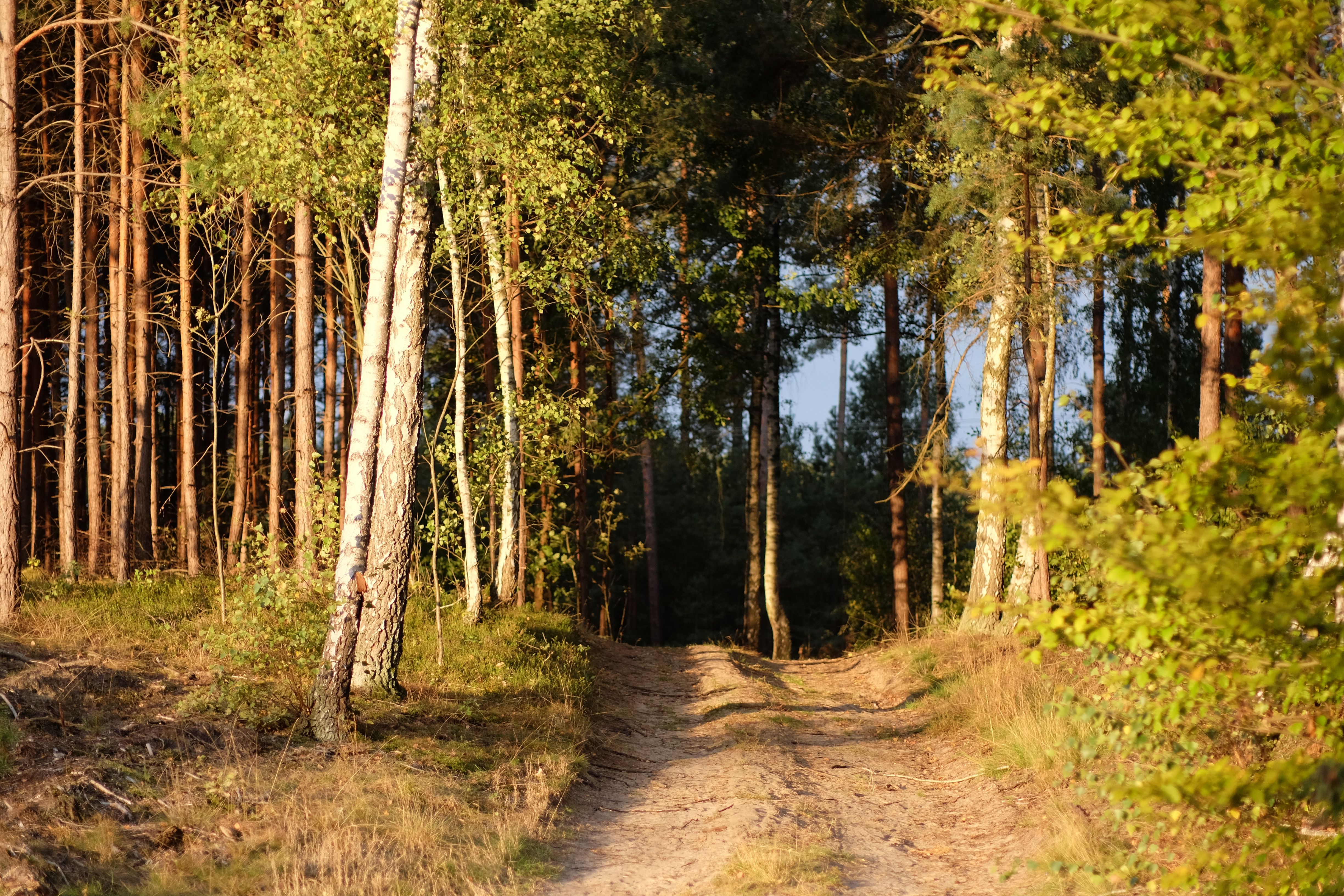 Sunny forest path with birch trees in autumn · Free Stock Photo