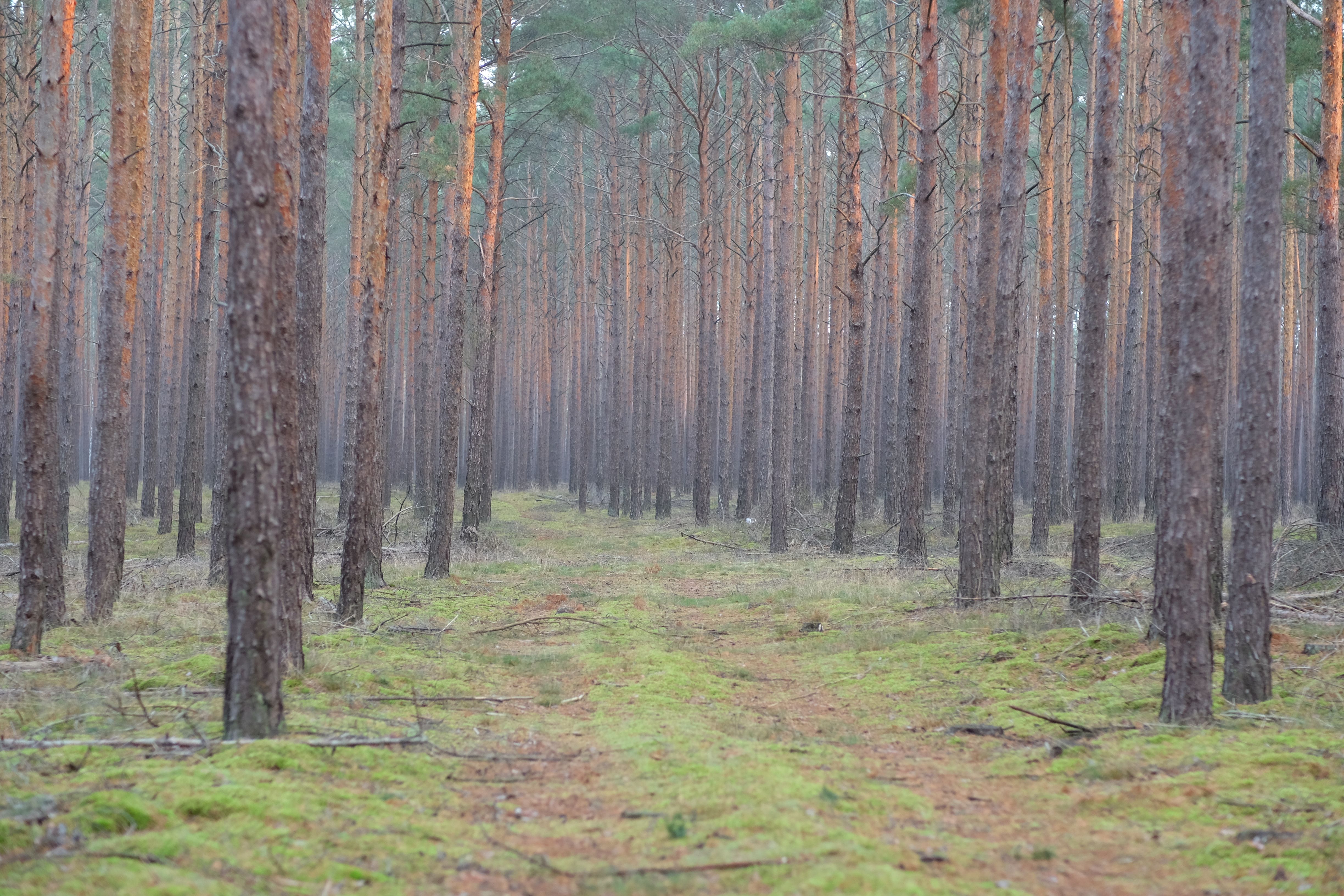 Bosque De Pinos Sereno Con Sendero En El Suelo Cubierto De Musgo · Foto ...