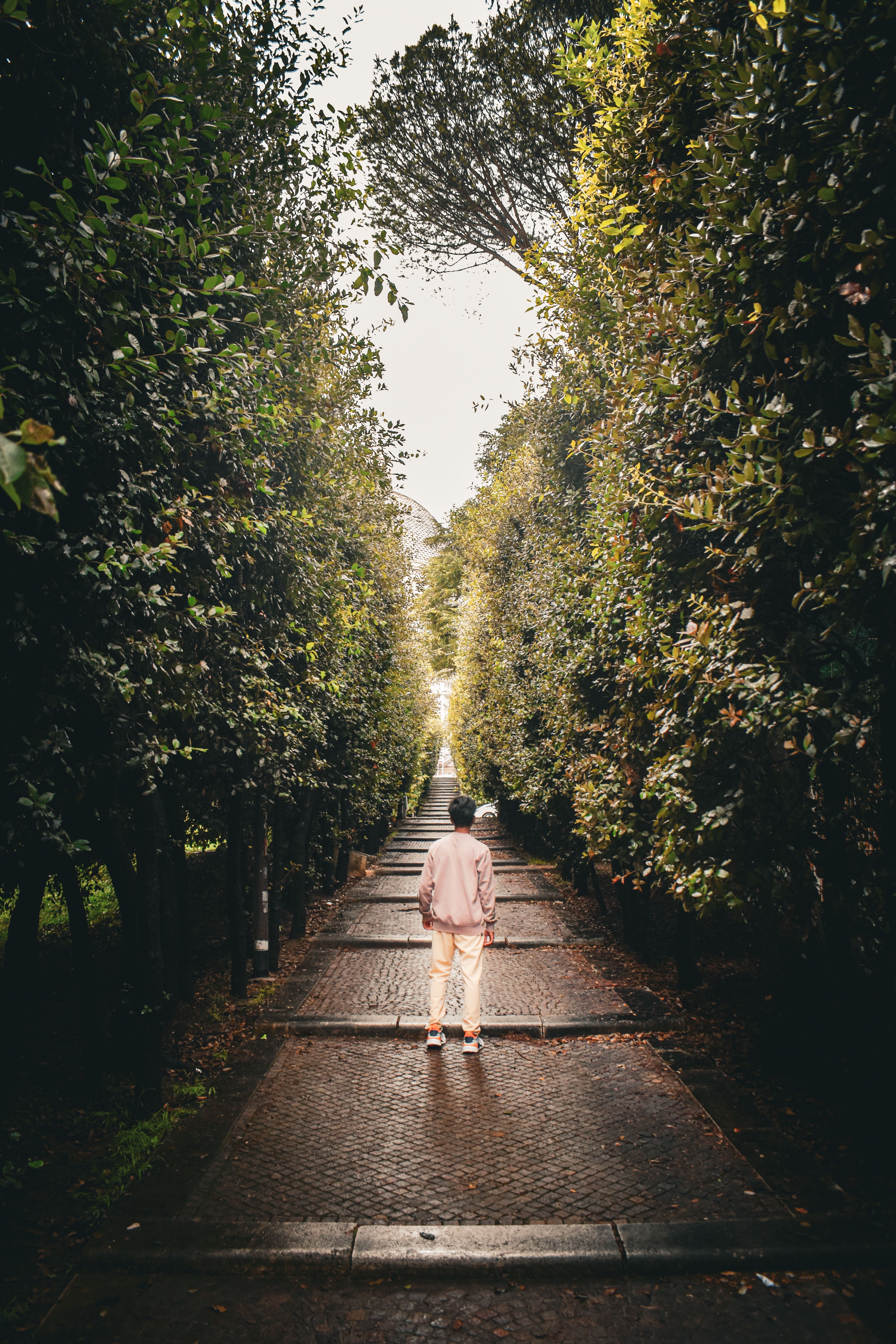 Person Walking Through Tree-Lined Path in Lazio · Free Stock Photo