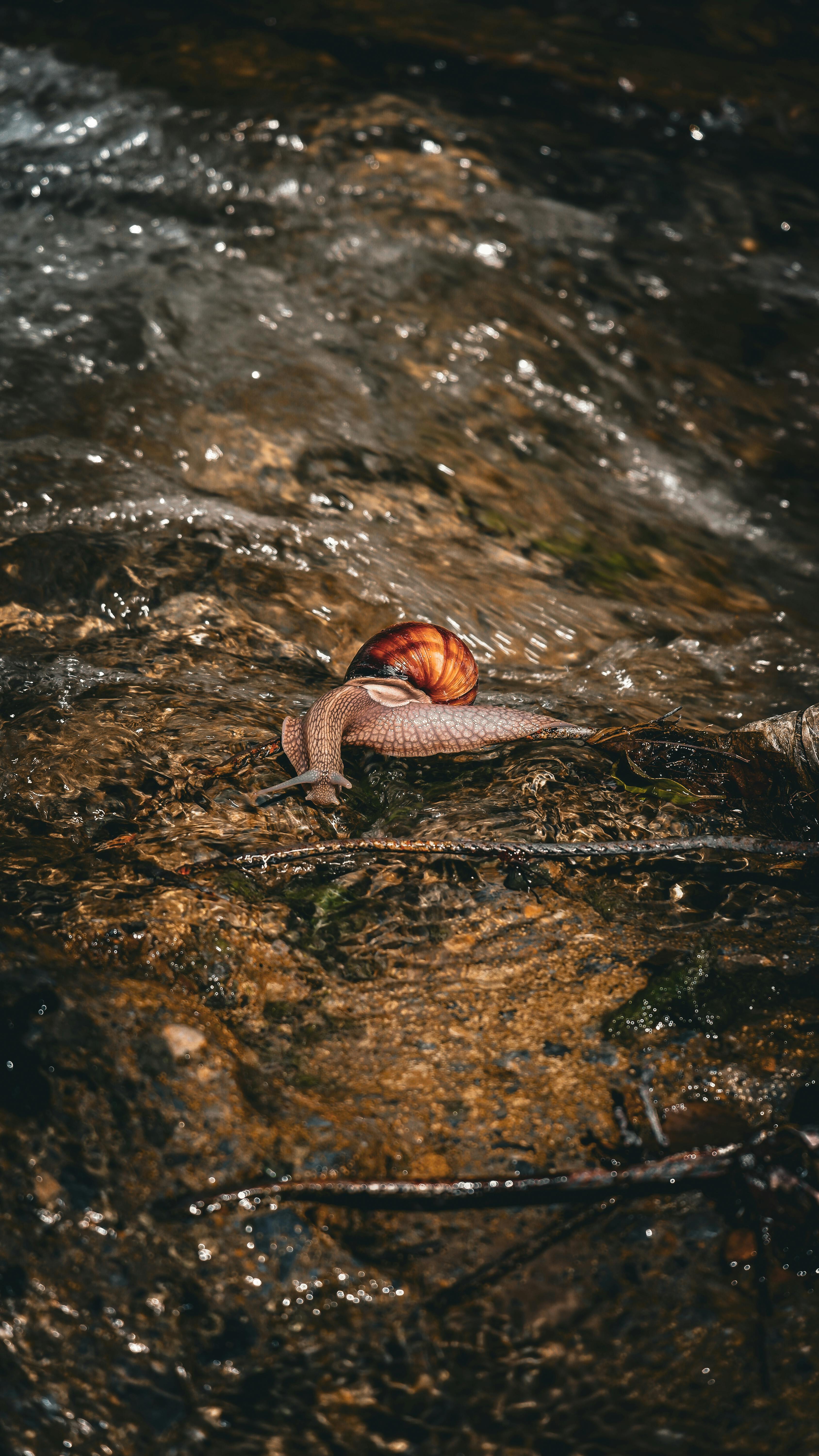 Freshwater Snail Photos, Download The BEST Free Freshwater Snail Stock ...