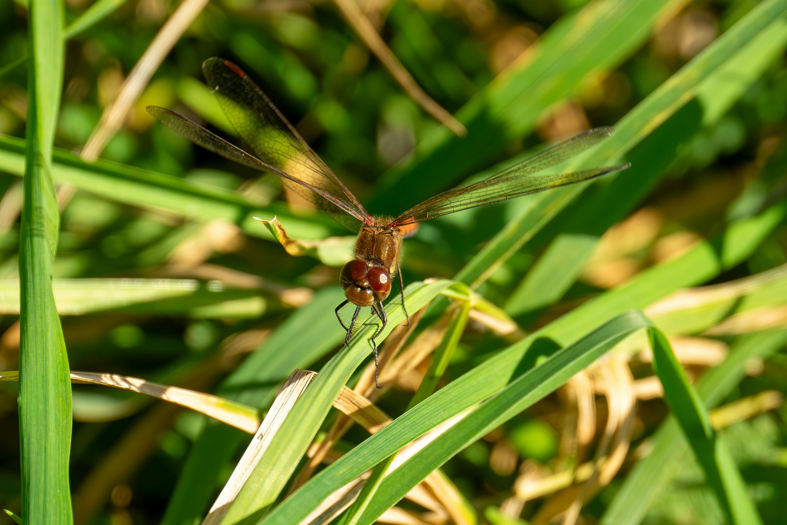 40+ Arcuate Venation banque d’images et photos libres de droit ...
