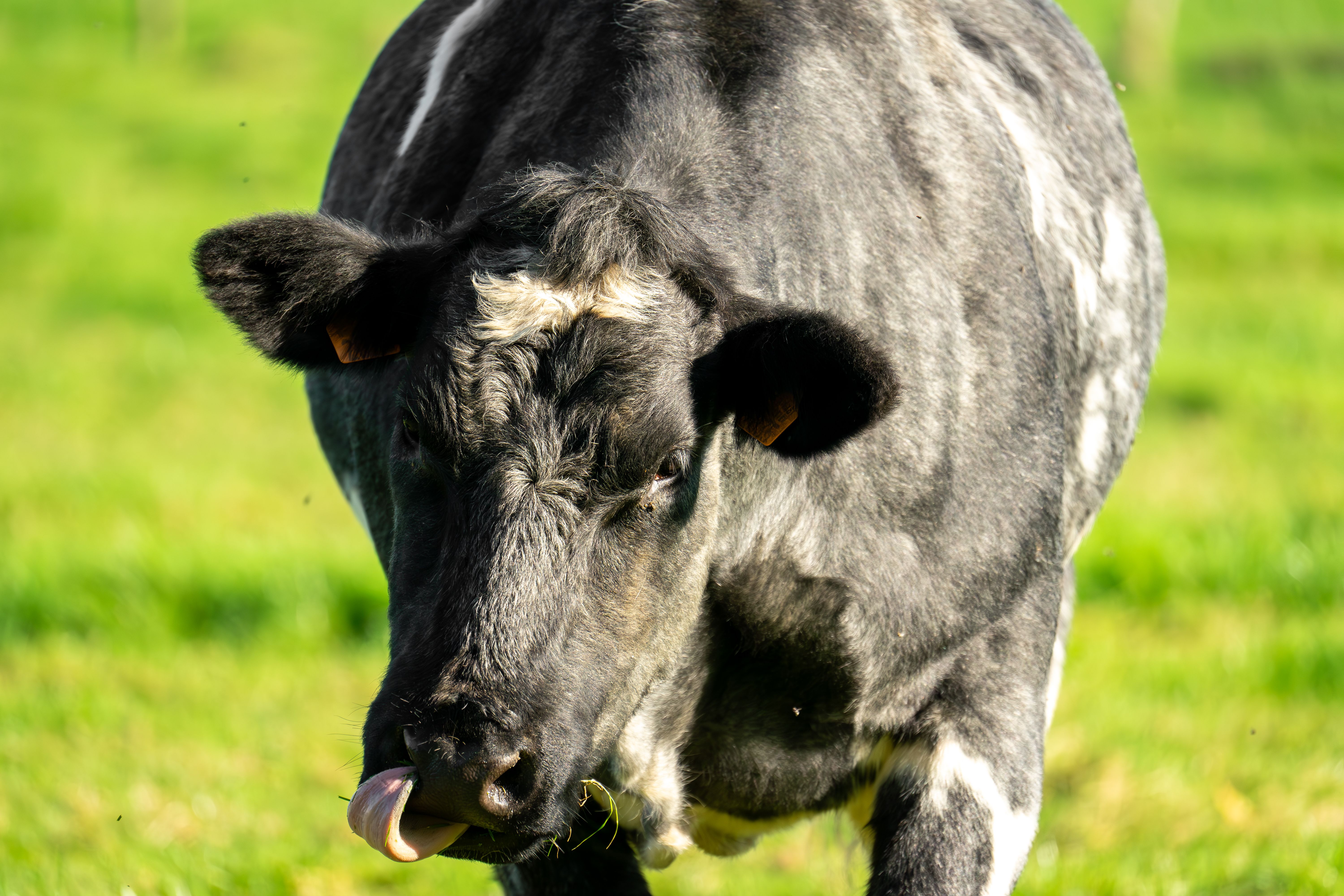 White and Black Cow on Green Grass Field · Free Stock Photo
