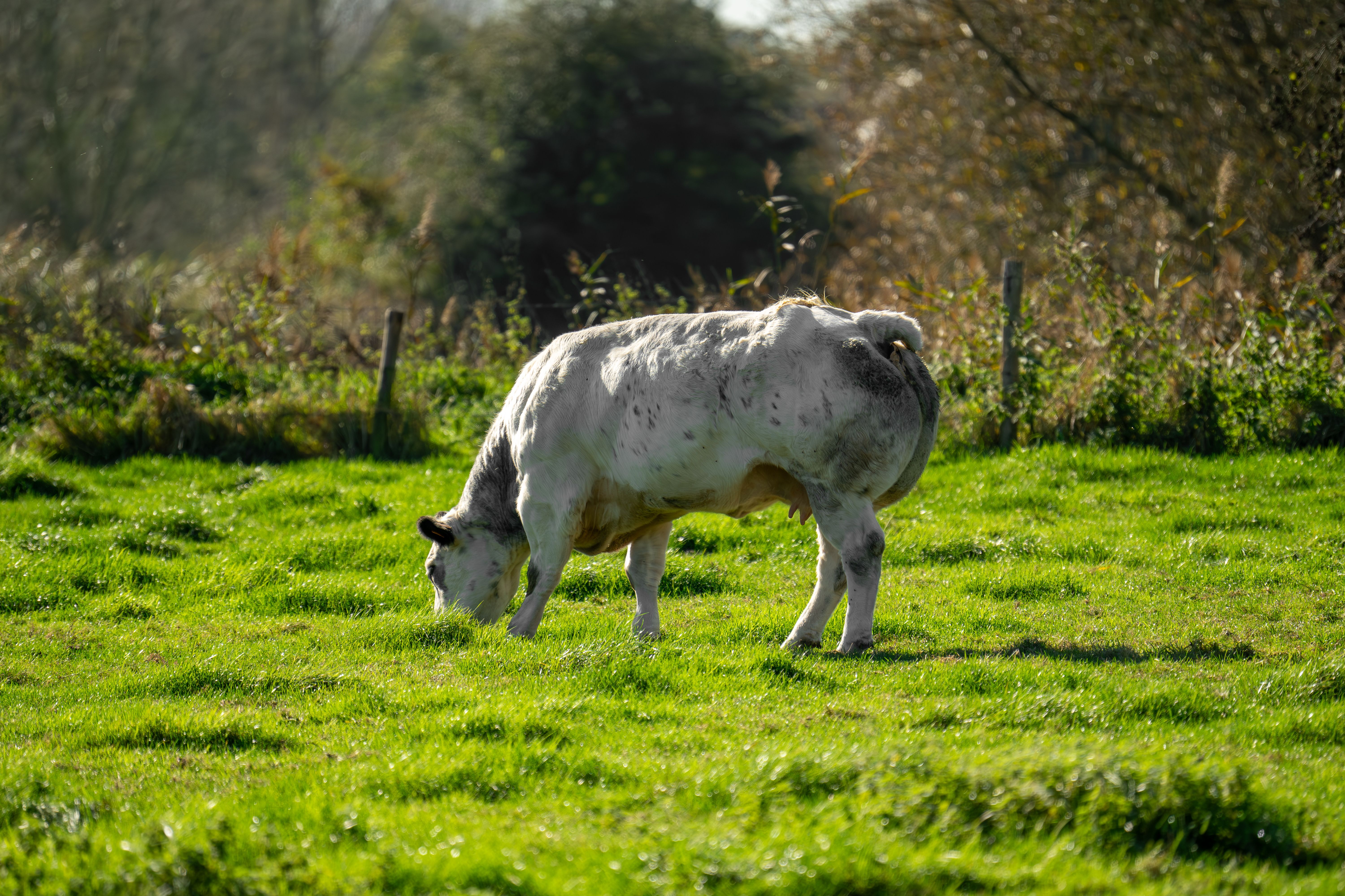 Grazing Cow in Peaceful Green Pasture · Free Stock Photo