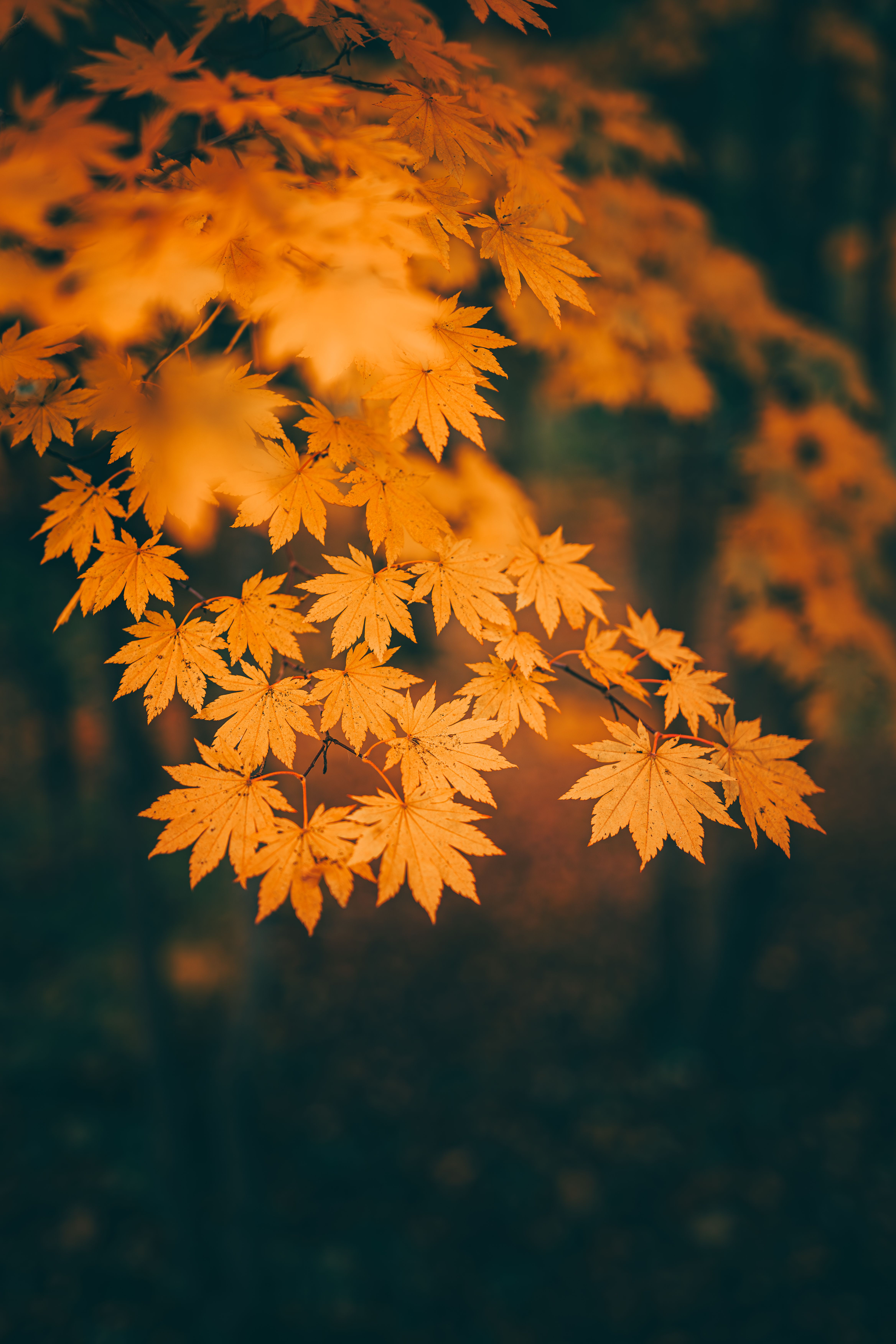 Golden Autumn Leaves in Soft Focus Shot · Free Stock Photo