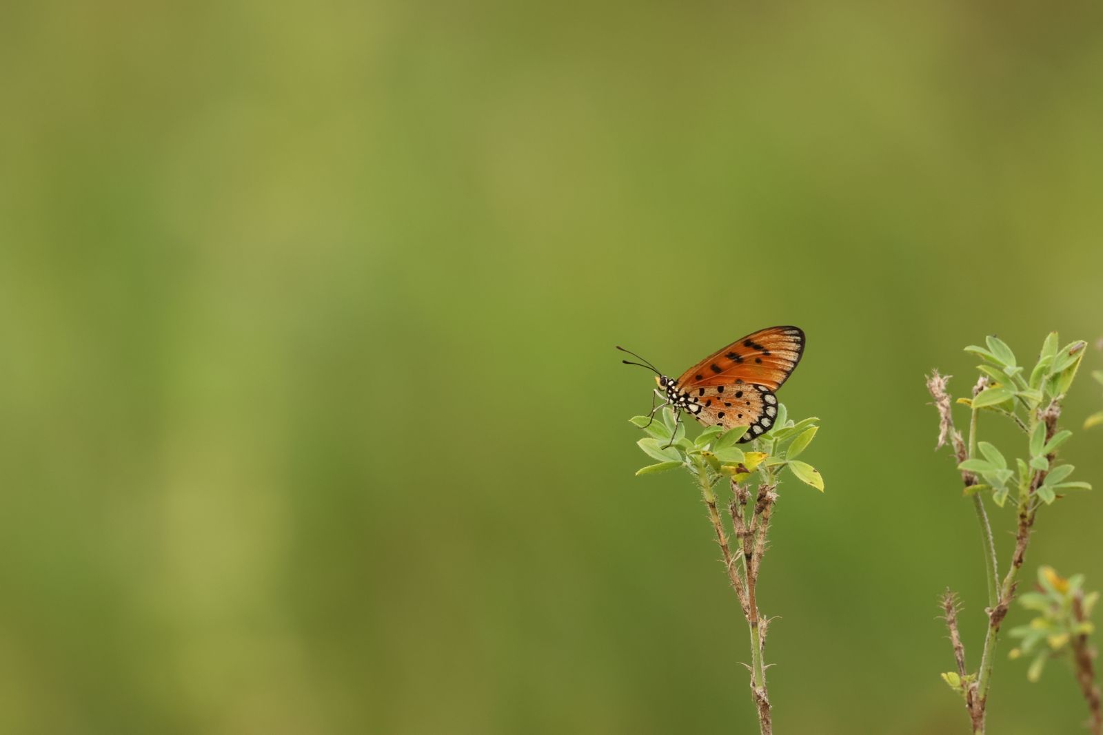 Cute Butterfly Photos, Download The BEST Free Cute Butterfly Stock ...