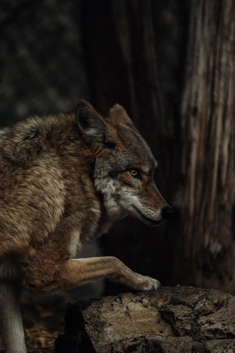 Lone Wolf Photos, Download The BEST Free Lone Wolf Stock Photos & HD Images