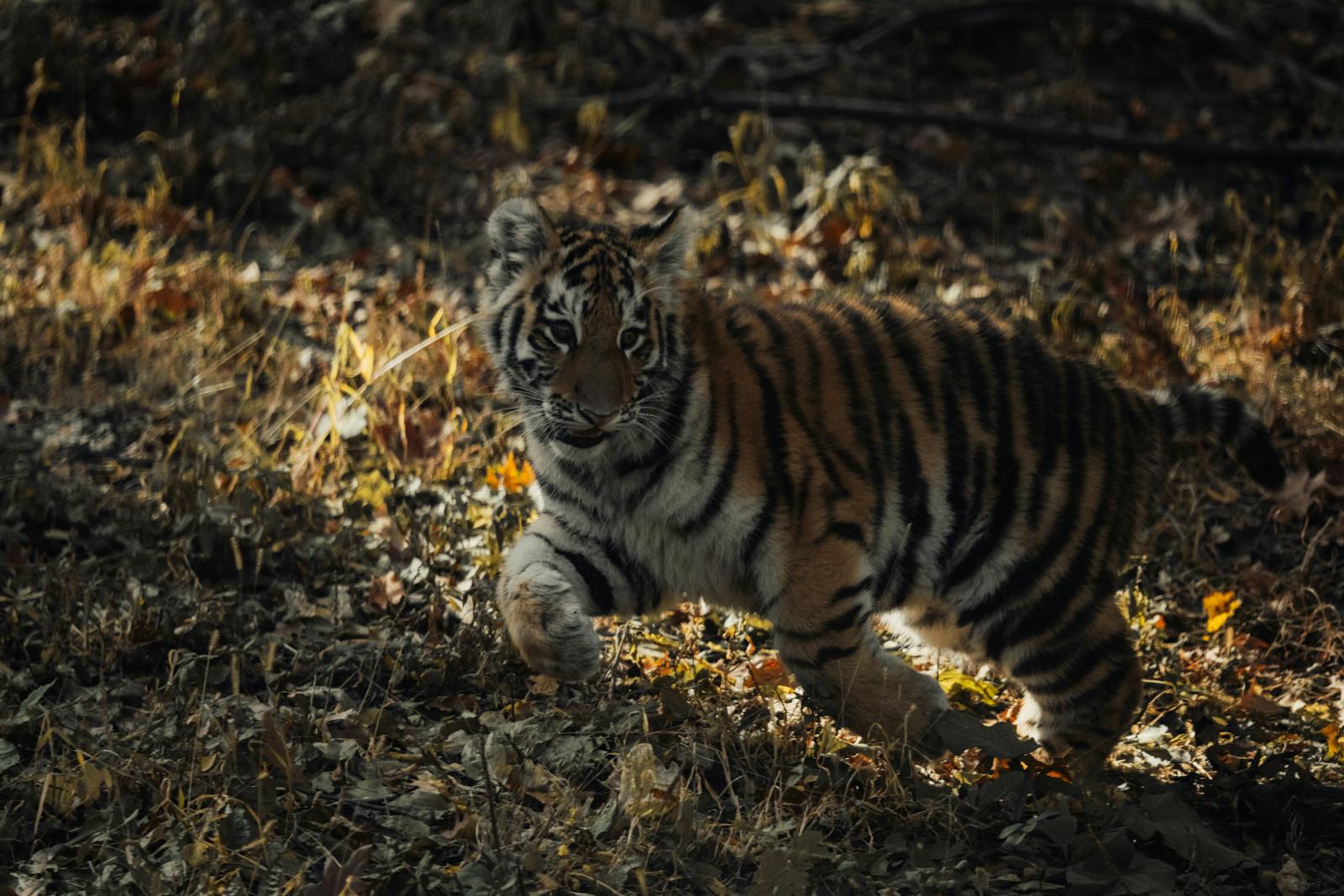 Baby Tiger Photos, Download The BEST Free Baby Tiger Stock Photos & HD ...