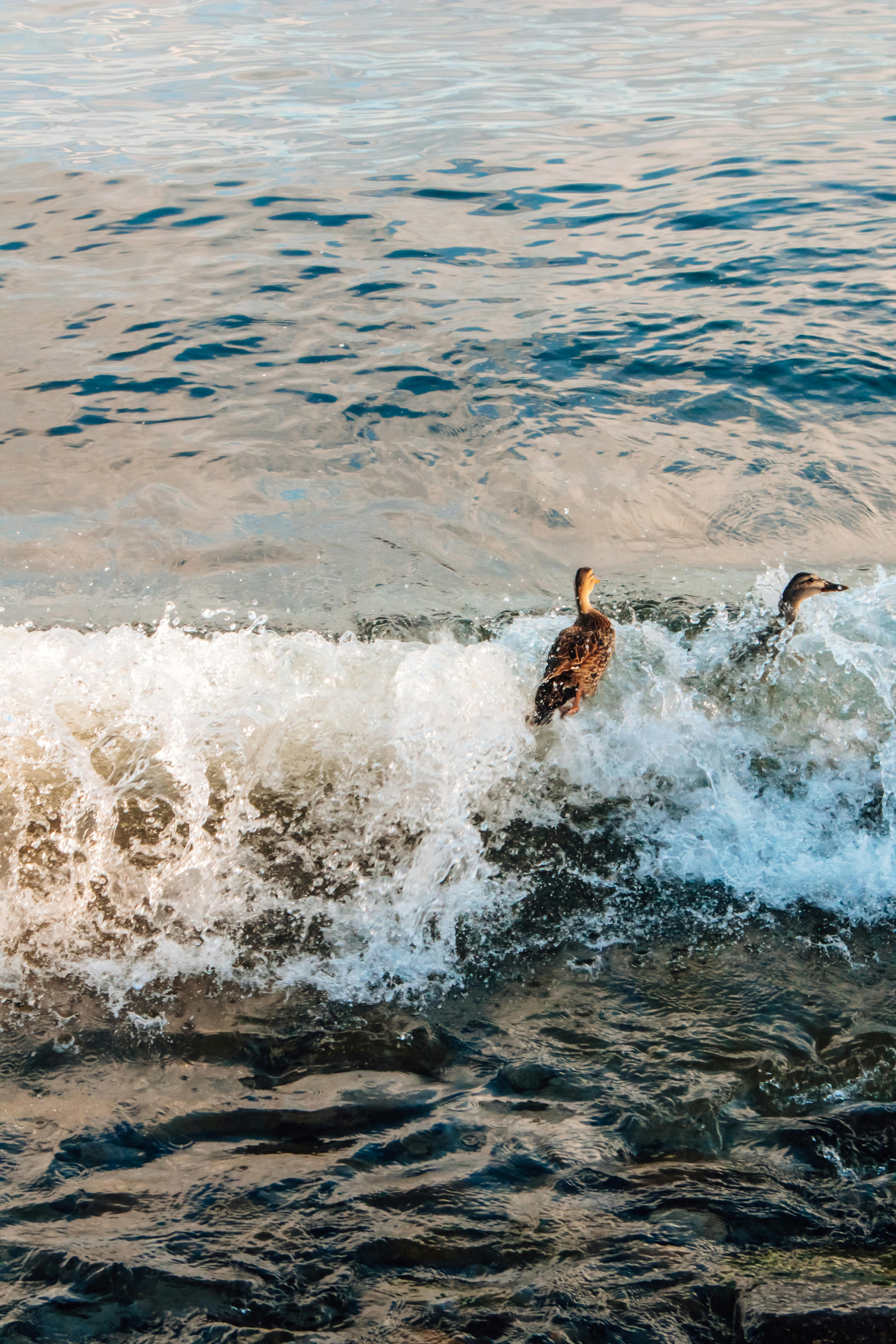 Ducks Riding Ocean Waves in Natural Setting · Free Stock Photo