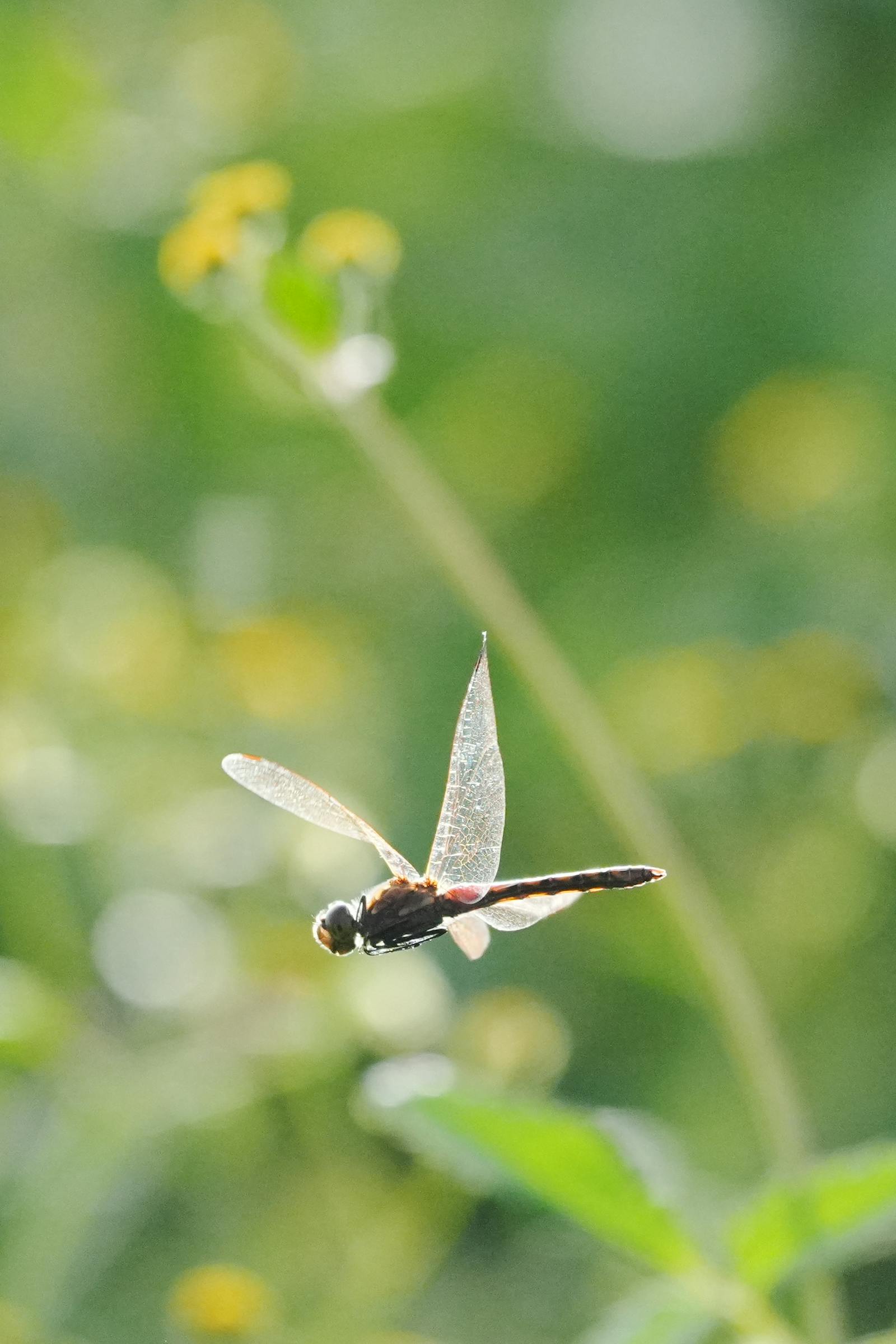 Dragonfly Images Photos, Download The BEST Free Dragonfly Images Stock ...