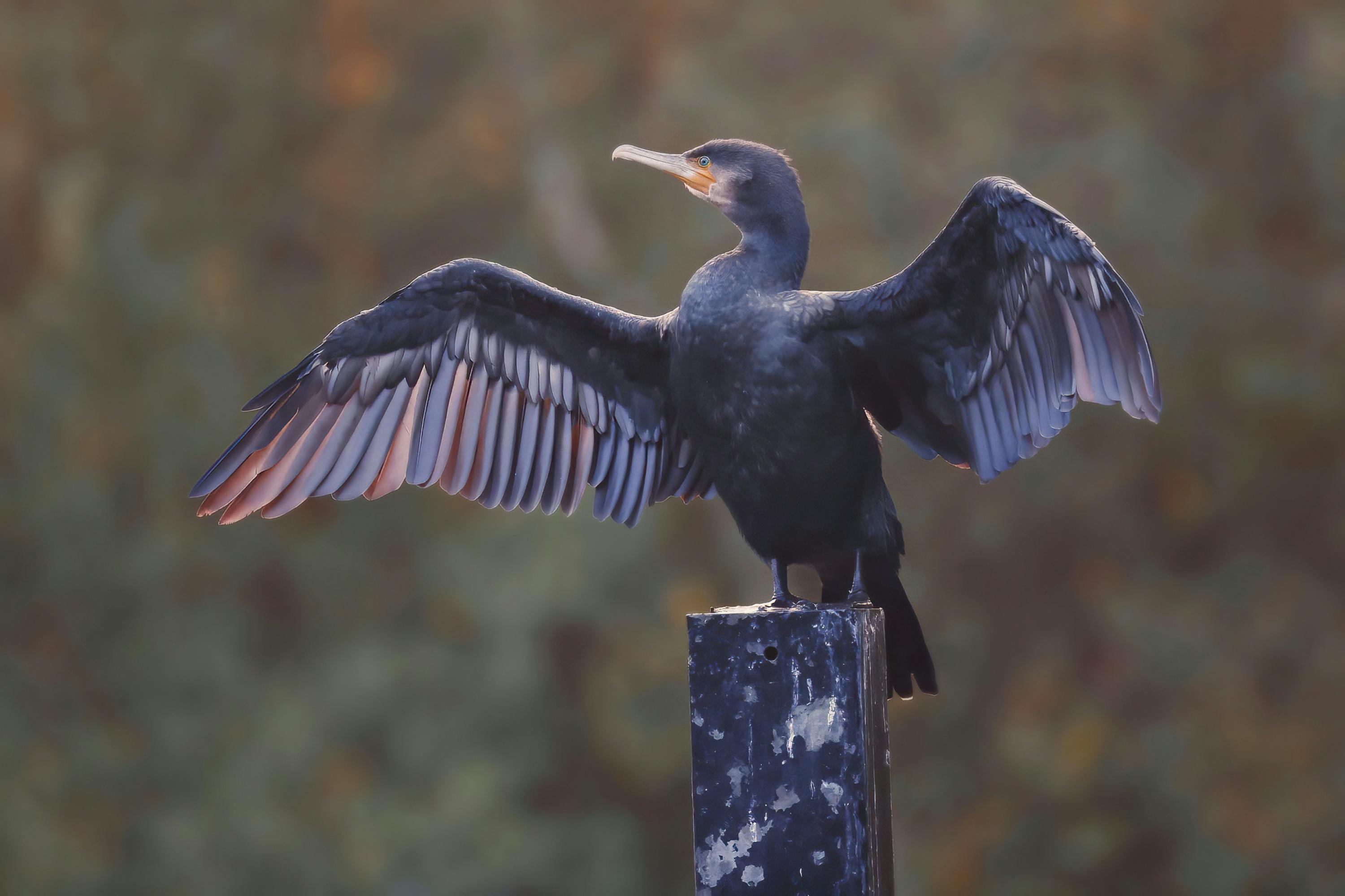 Drying Feathers Photos, Download The BEST Free Drying Feathers Stock Photos & HD Images
