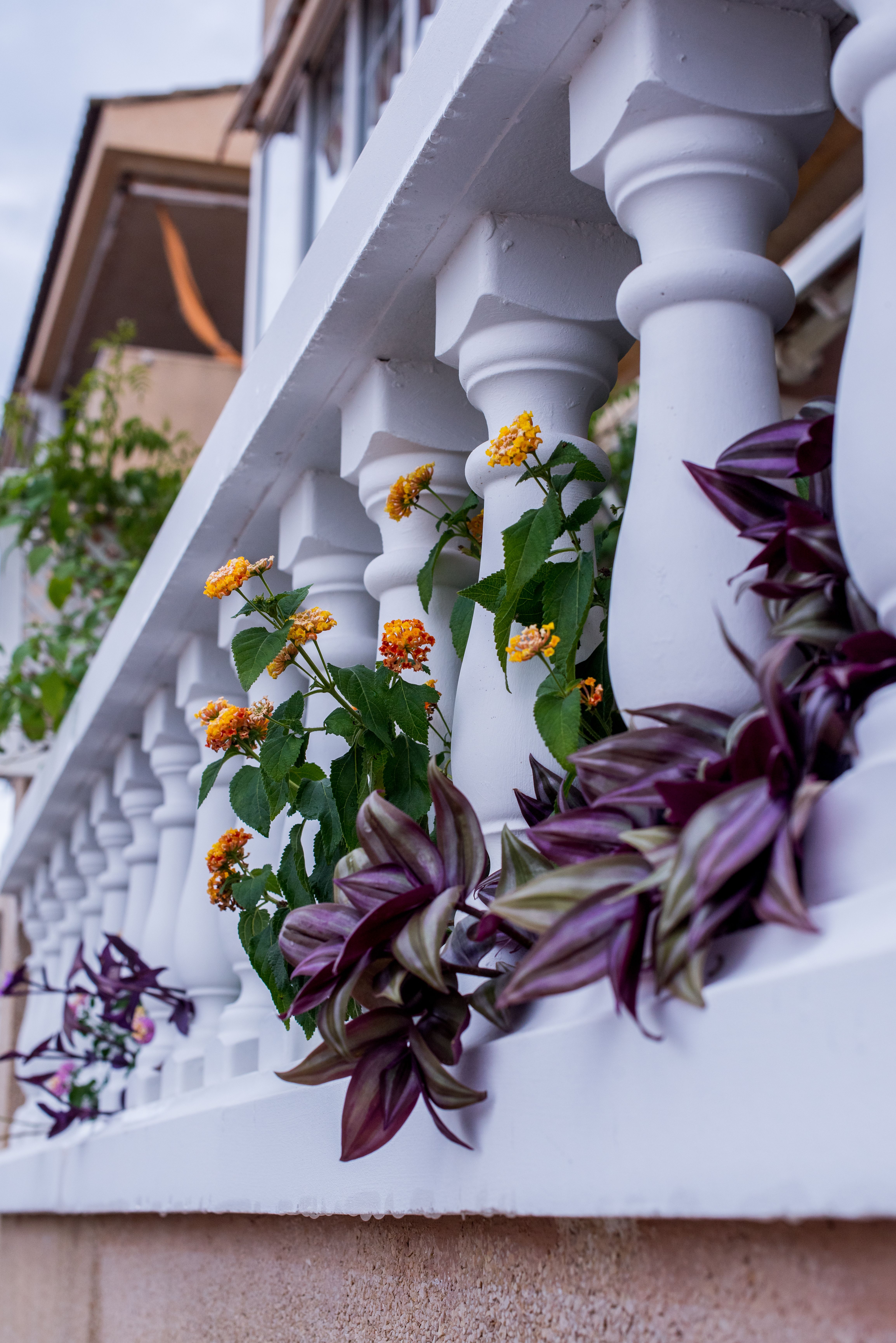 Red Pink Flower Hang on the Windows · Free Stock Photo