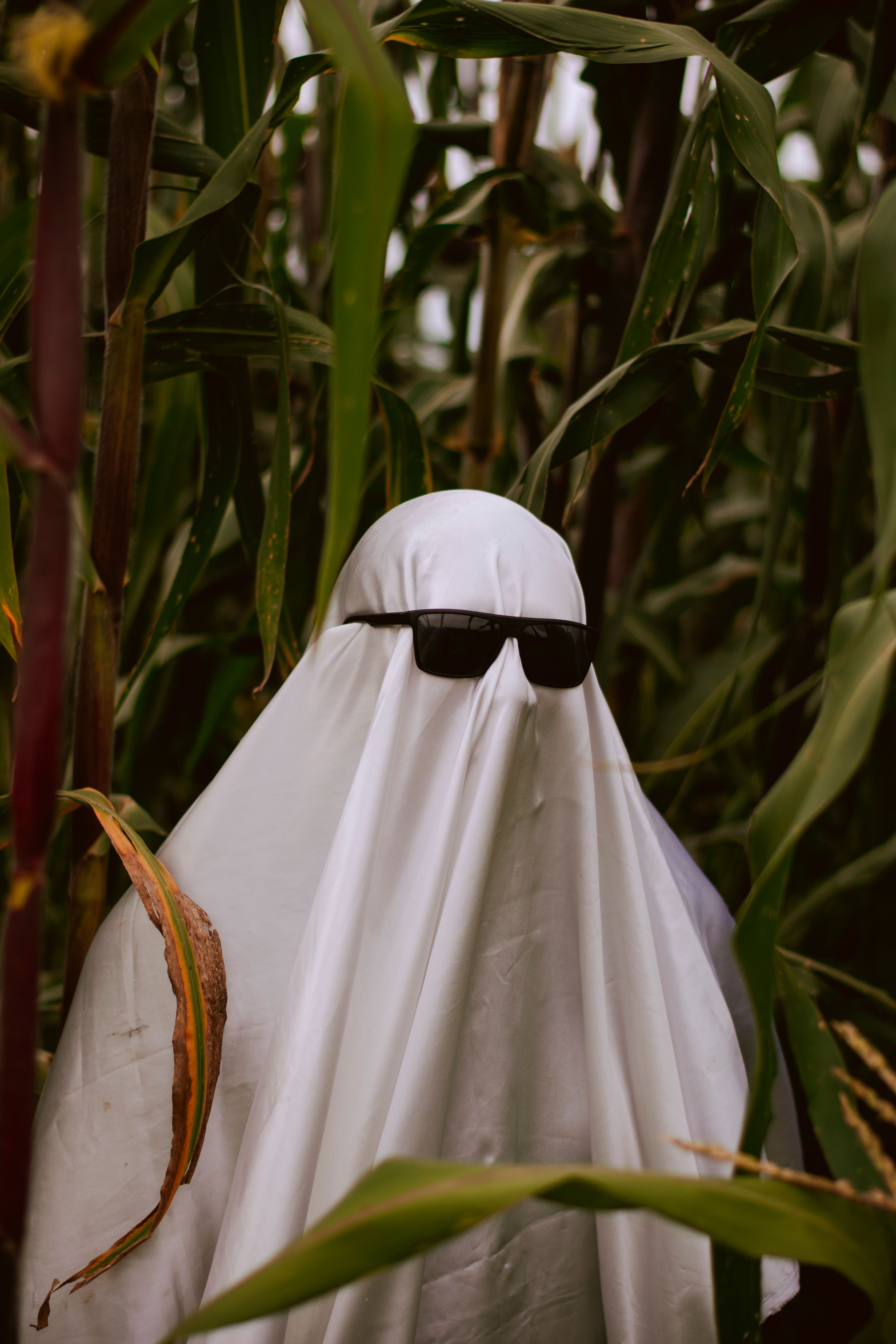 Person in Ghost Costume Amidst Cornfield in Autumn · Free Stock Photo