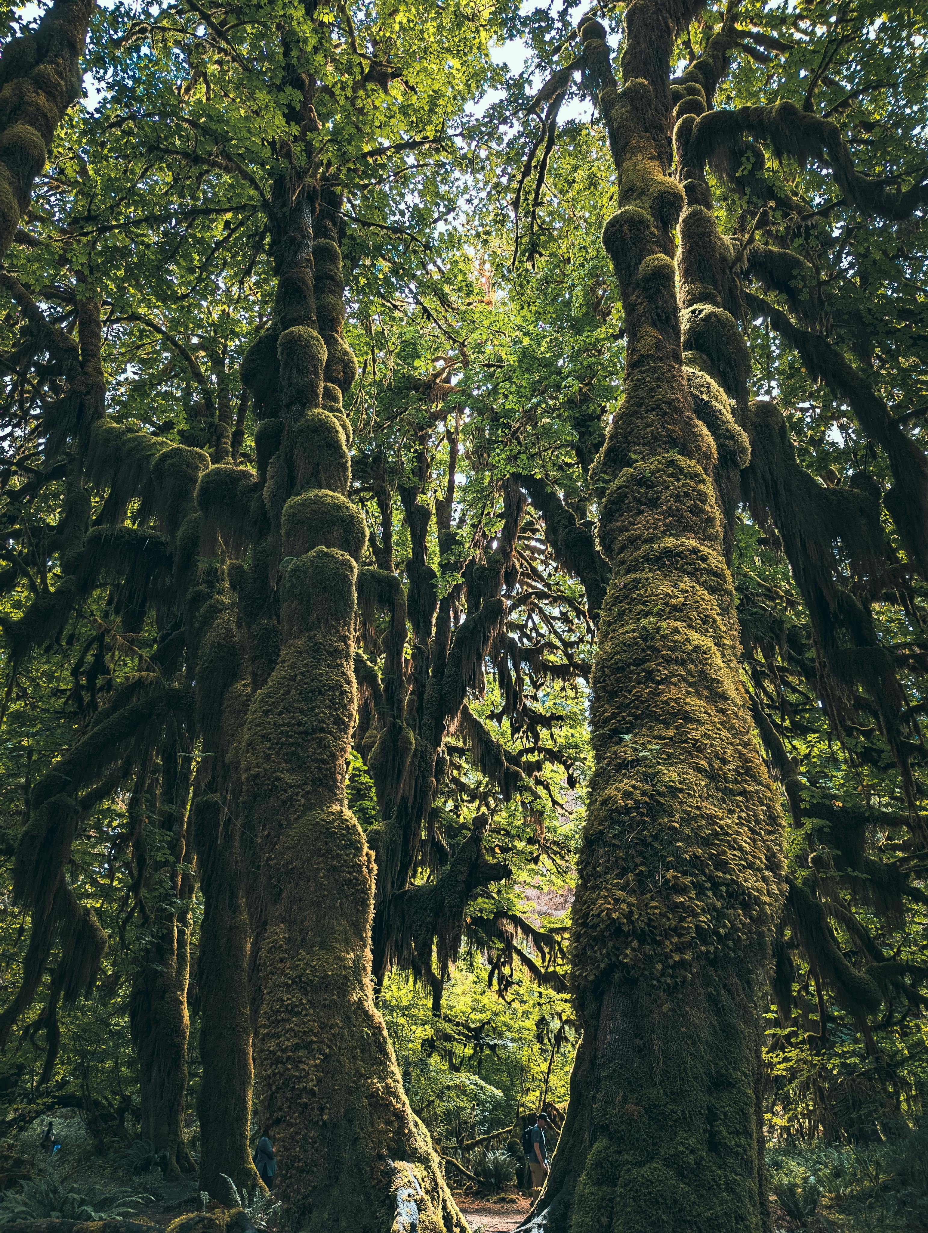 Timber Growth Photos, Download The BEST Free Timber Growth Stock Photos ...