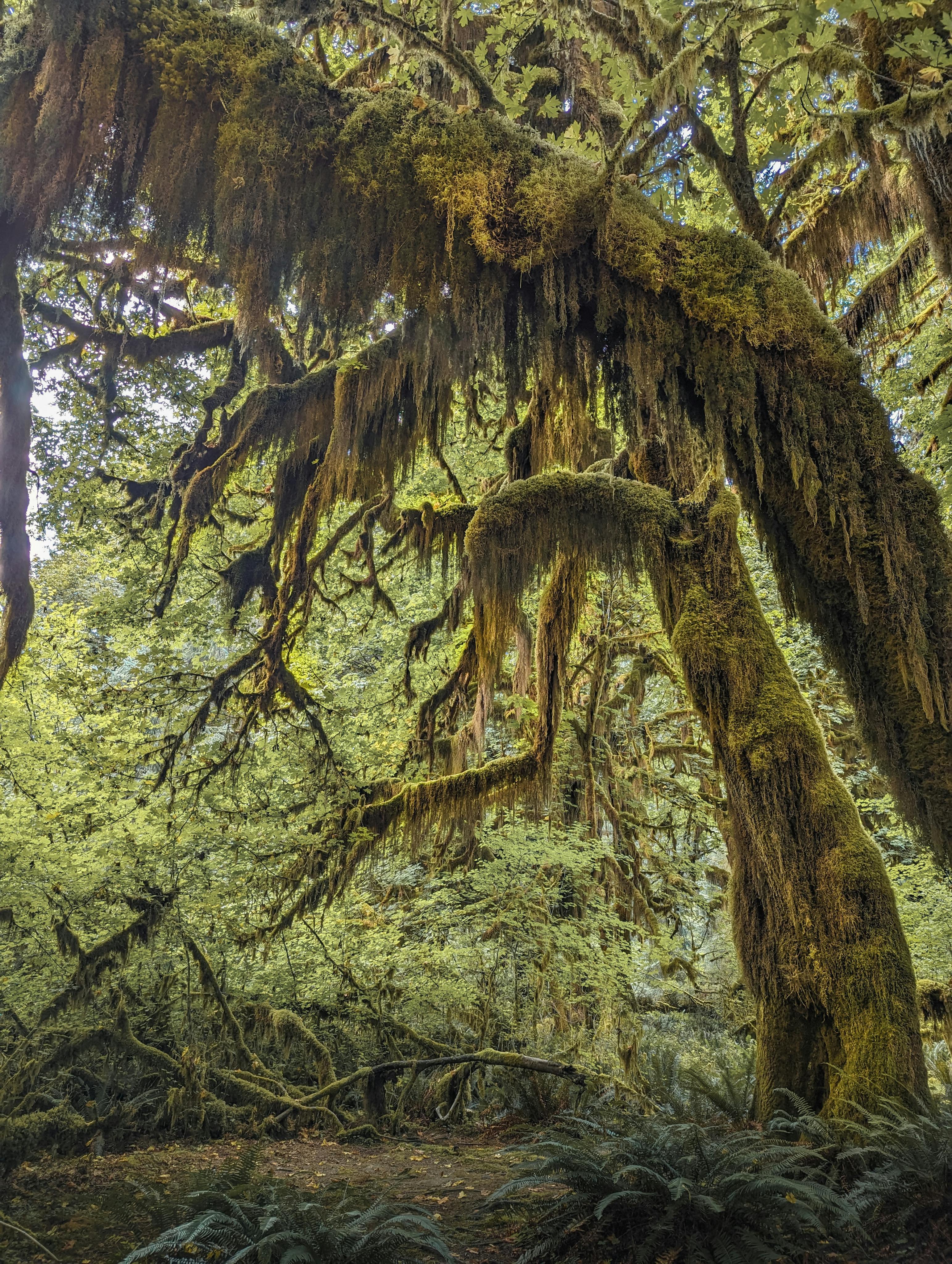 Lush greenery in Hoh Rain Forest, Washington · Free Stock Photo