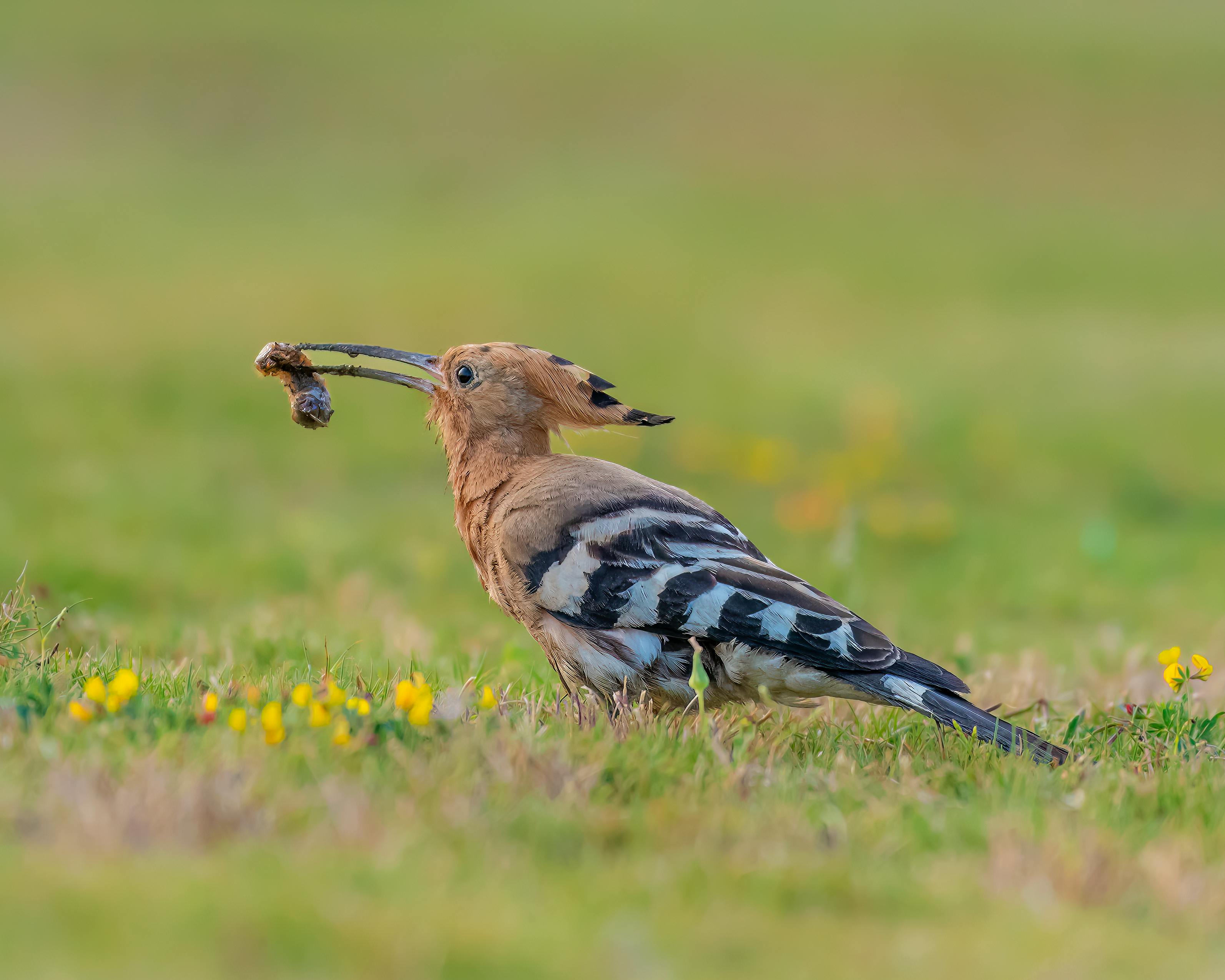 Eurasian Hoopoe Catching Prey in Egypt · Free Stock Photo