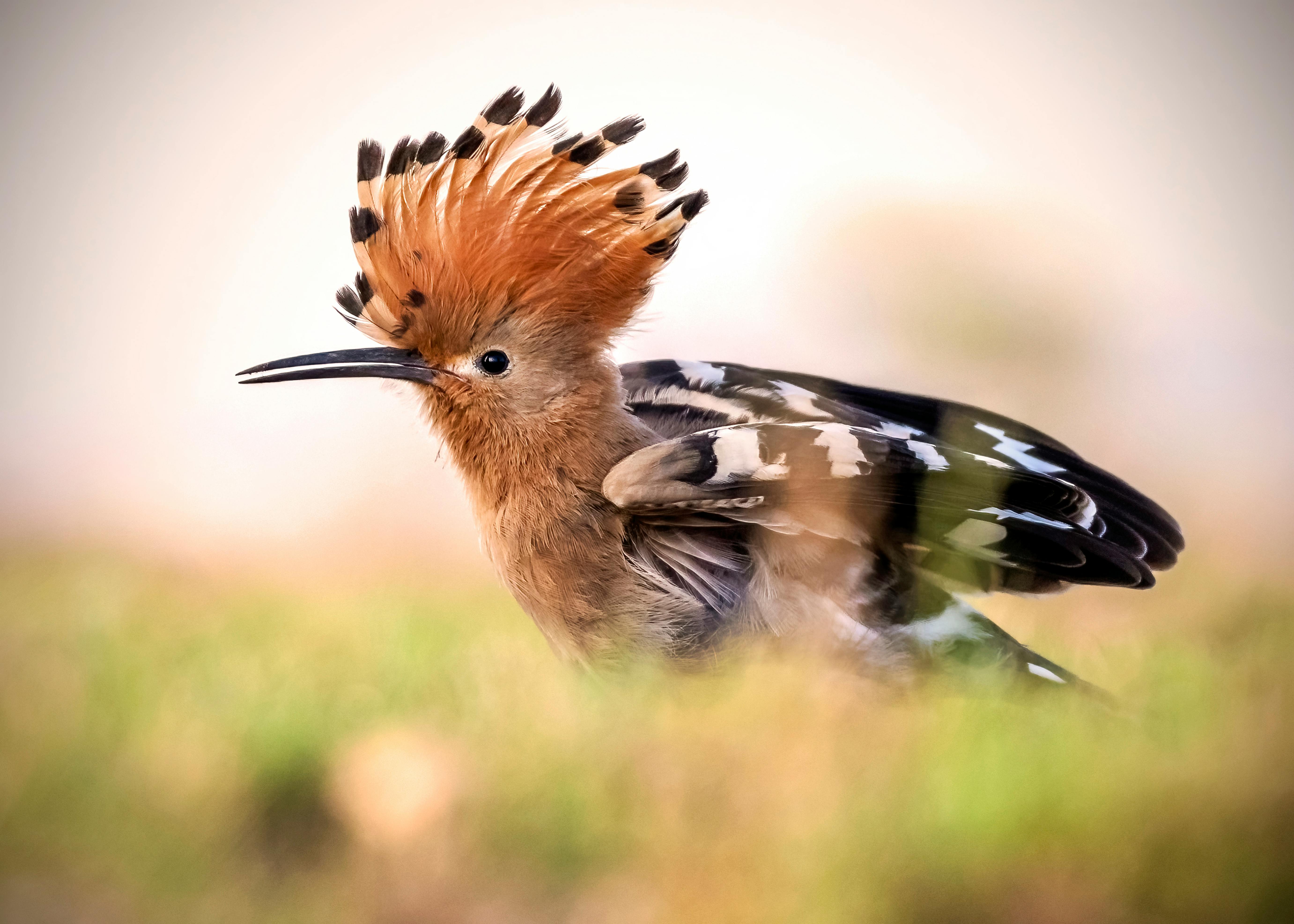 Close-up of Eurasian Hoopoe in Cairo Landscape · Free Stock Photo