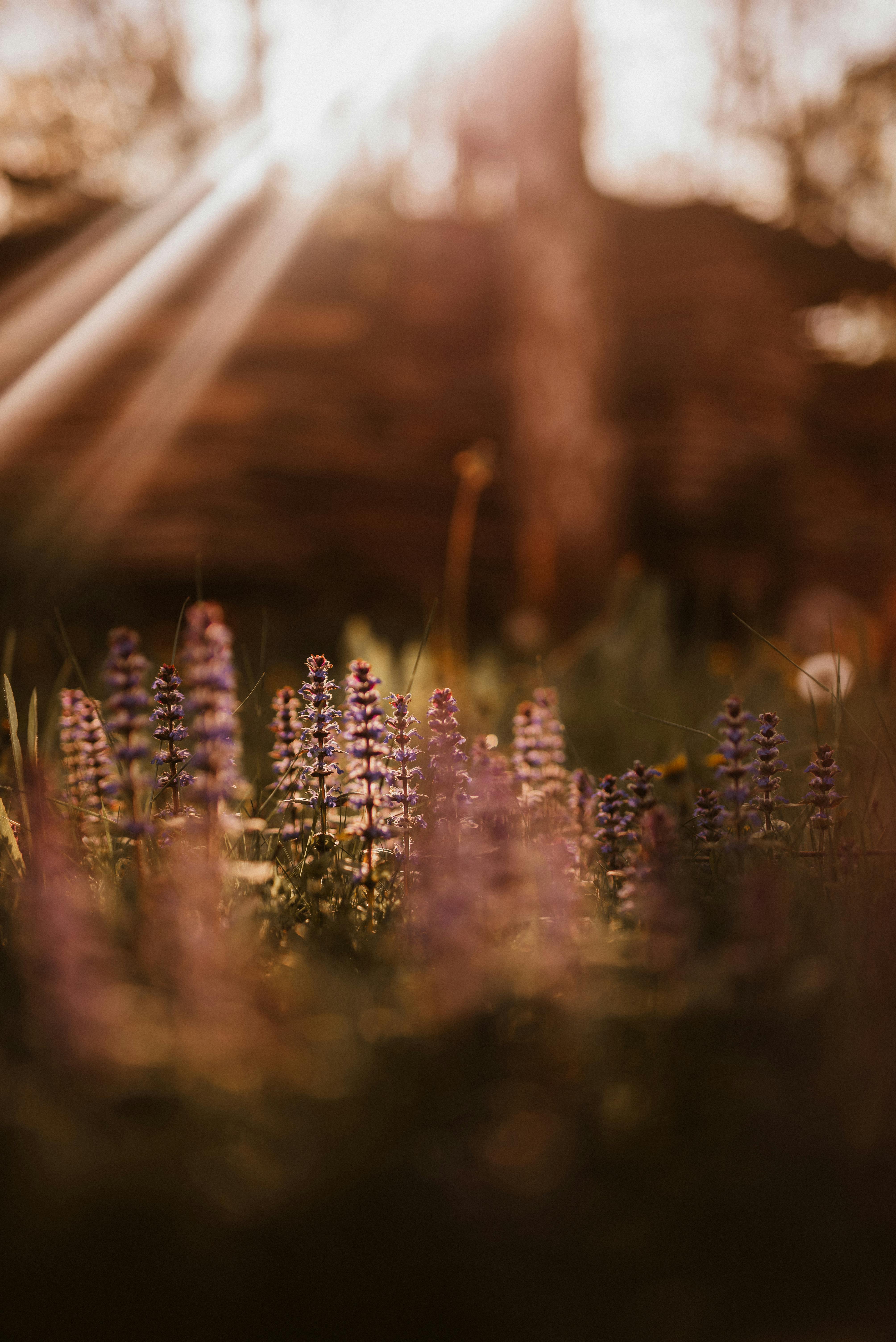 Hermoso Jardín Al Atardecer Con Flores Violetas · Foto de stock gratuita