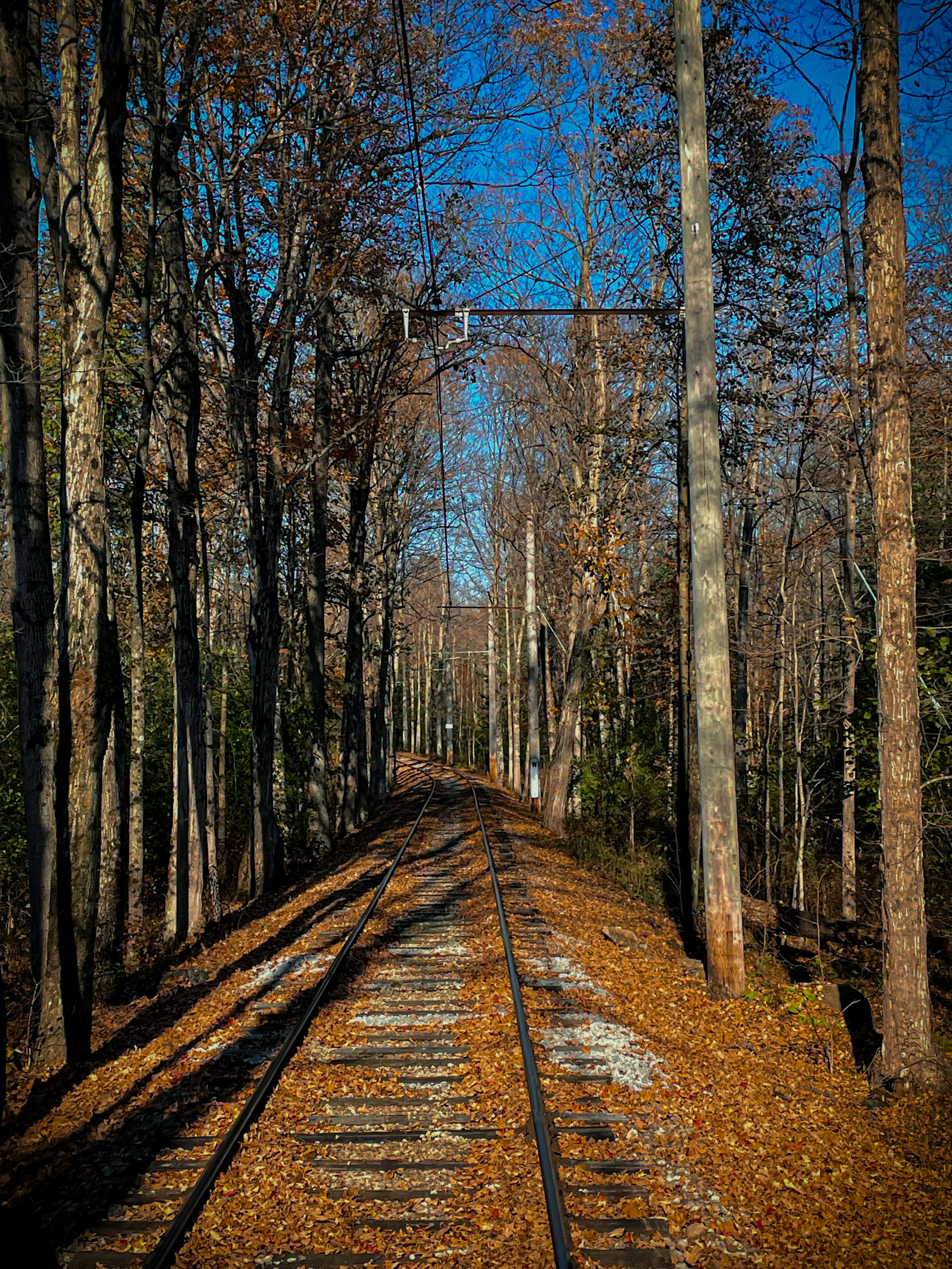 Forest Tracks Photos, Download The BEST Free Forest Tracks Stock Photos ...
