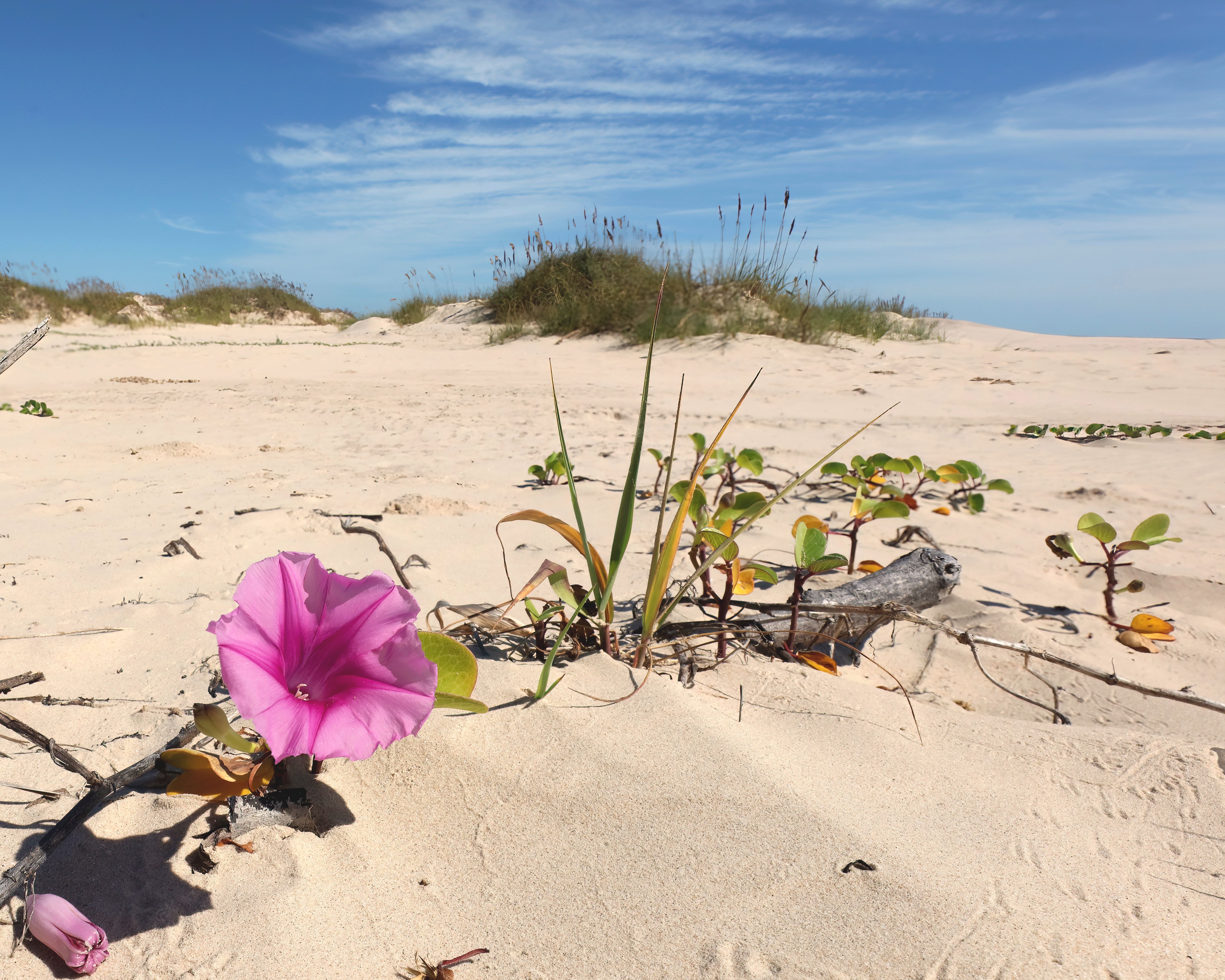 Pink Beach Morning Glory on Sandy Texas Coast · Free Stock Photo