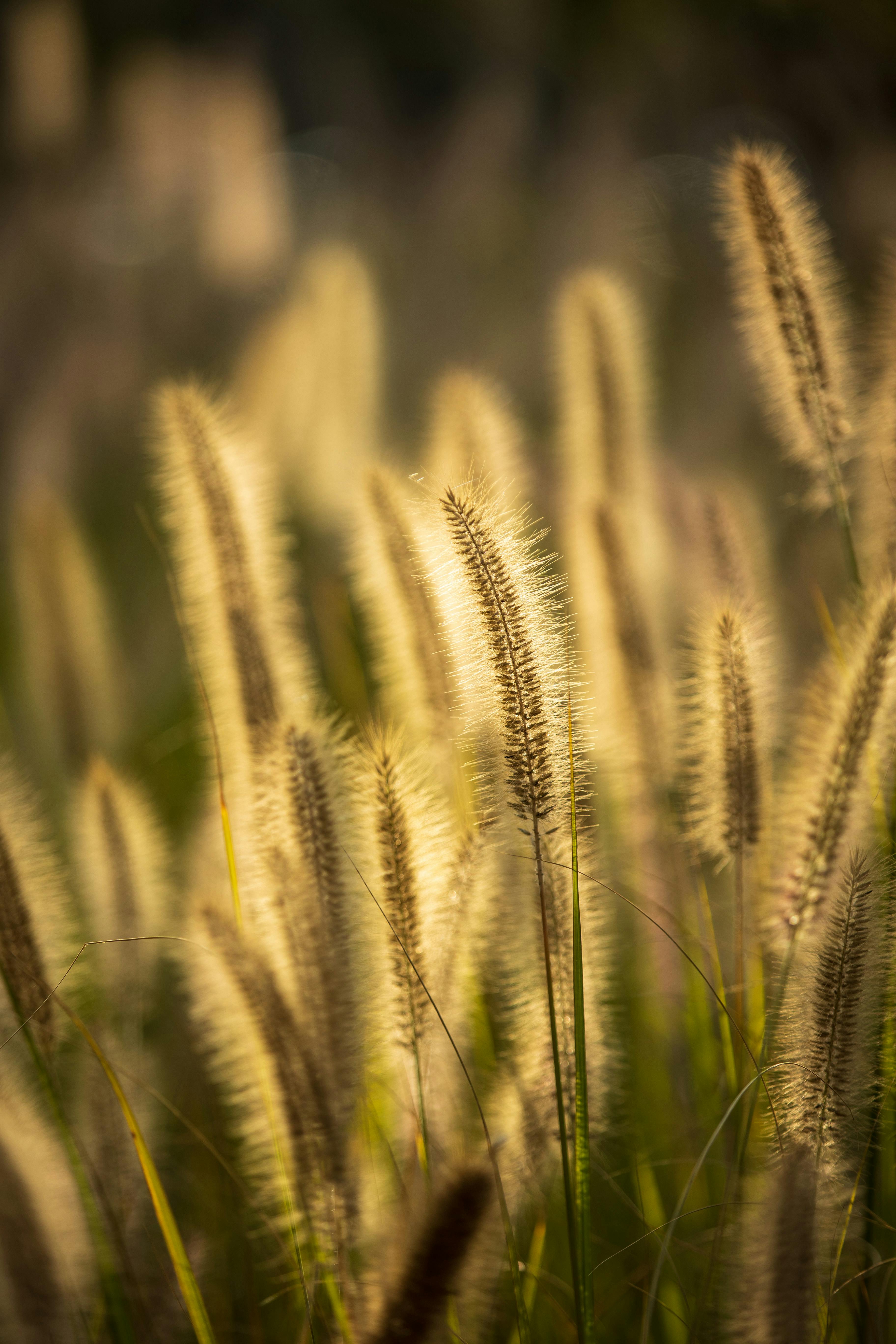 Golden Reed Grass in Sunlit Meadow · Free Stock Photo