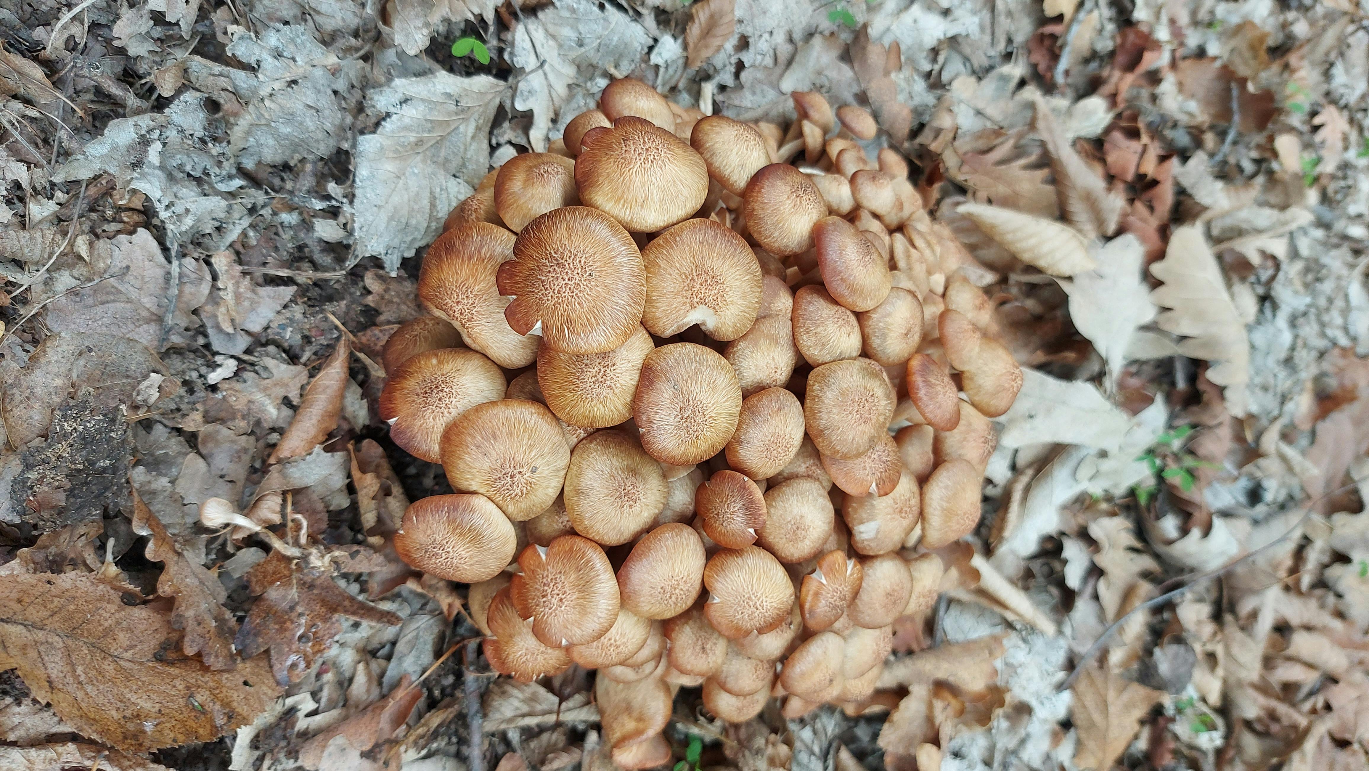 Foraging Route Photos, Download The BEST Free Foraging Route Stock ...