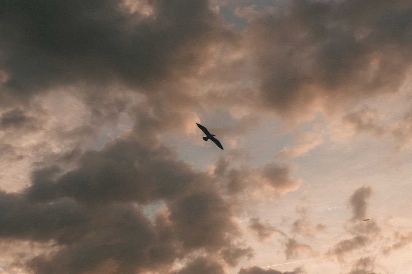 Ultimate Guide to Identifying Flying Bird Silhouettes
