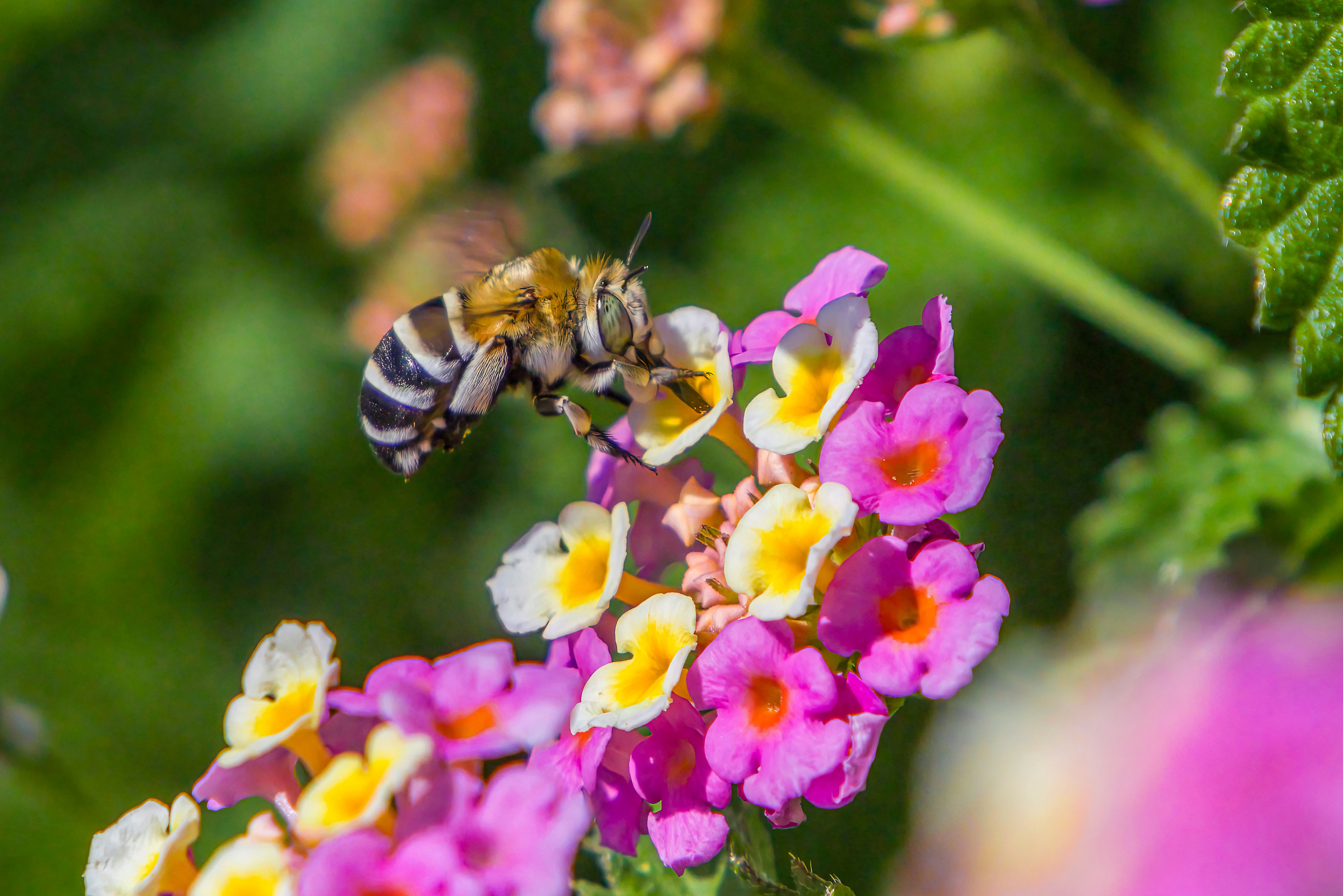 Macro Shot of a Bee Pollinating Vibrant Flowers · Free Stock Photo