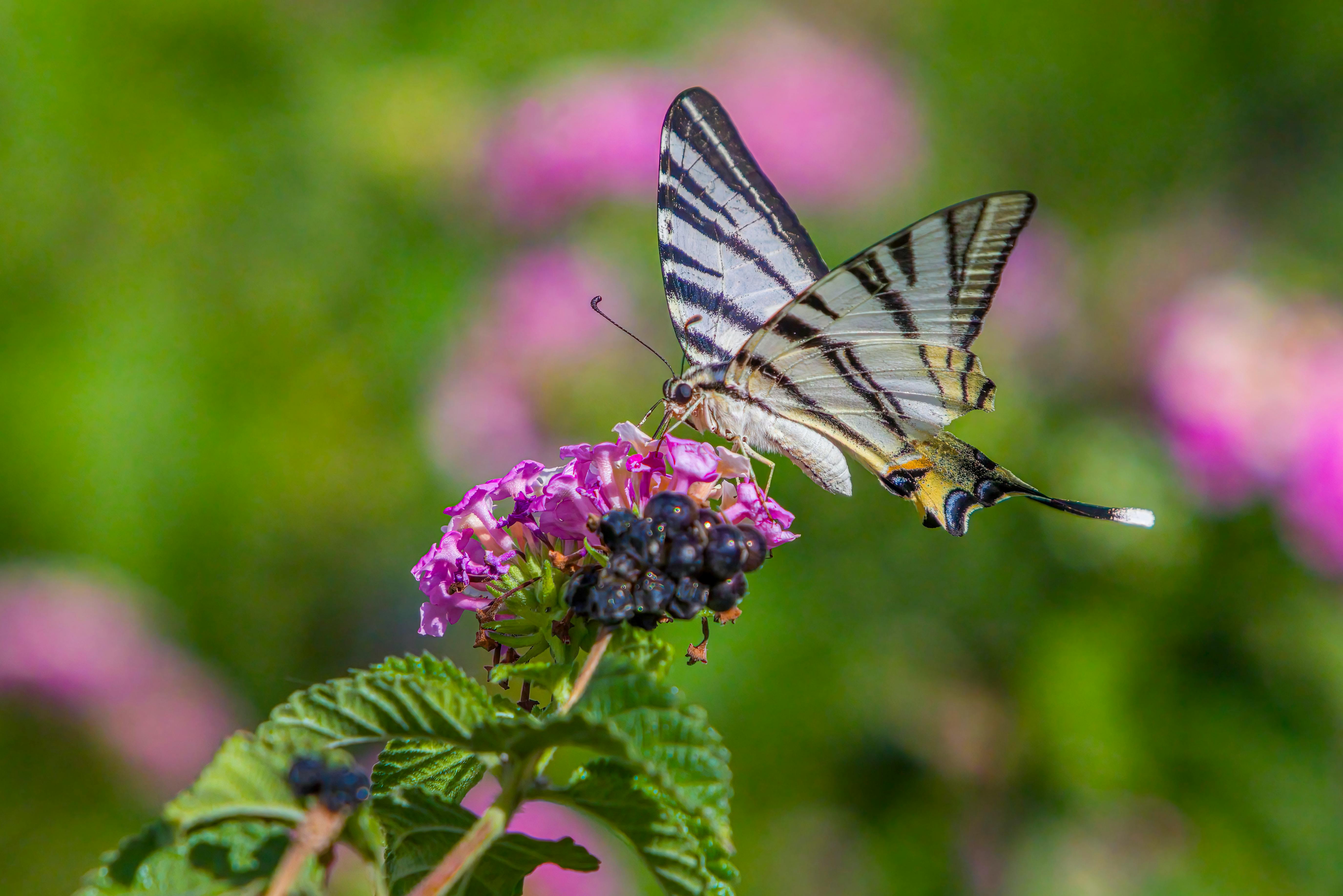 Scarce Swallowtail Butterfly on Vibrant Flower · Free Stock Photo