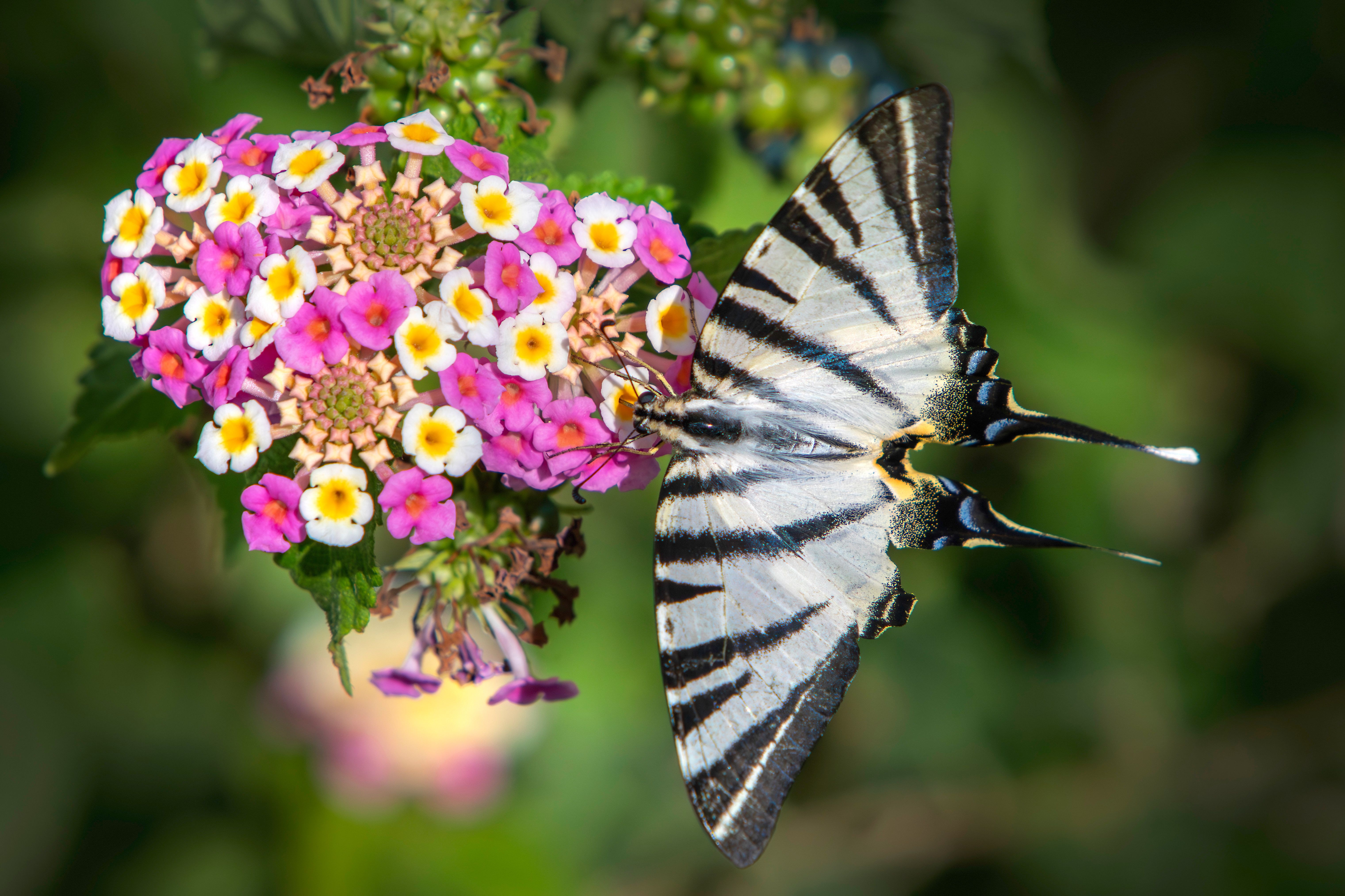 Scarce Swallowtail Butterfly on Vibrant Flowers · Free Stock Photo