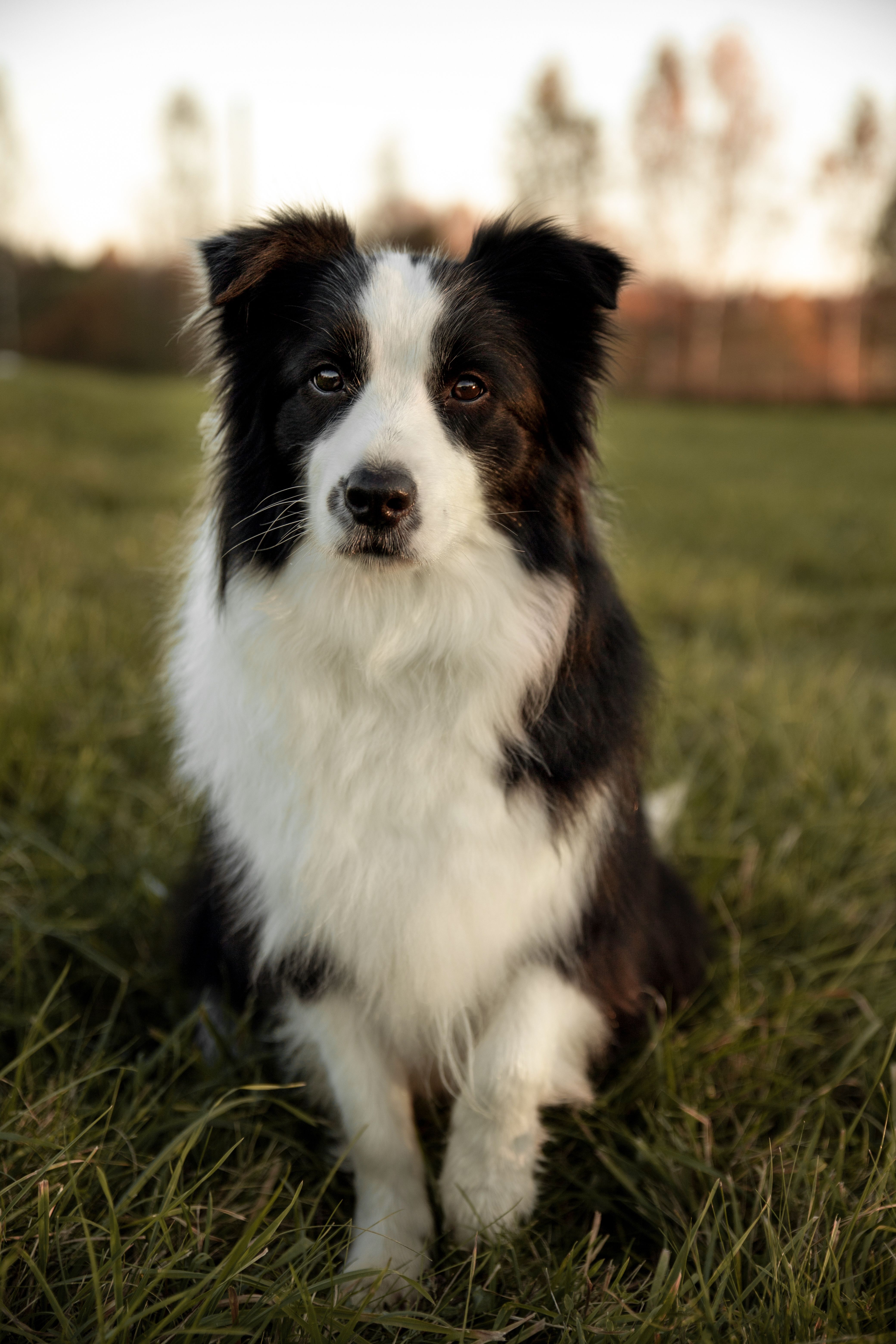 Portrait of a Border Collie in Autumn Field · Free Stock Photo