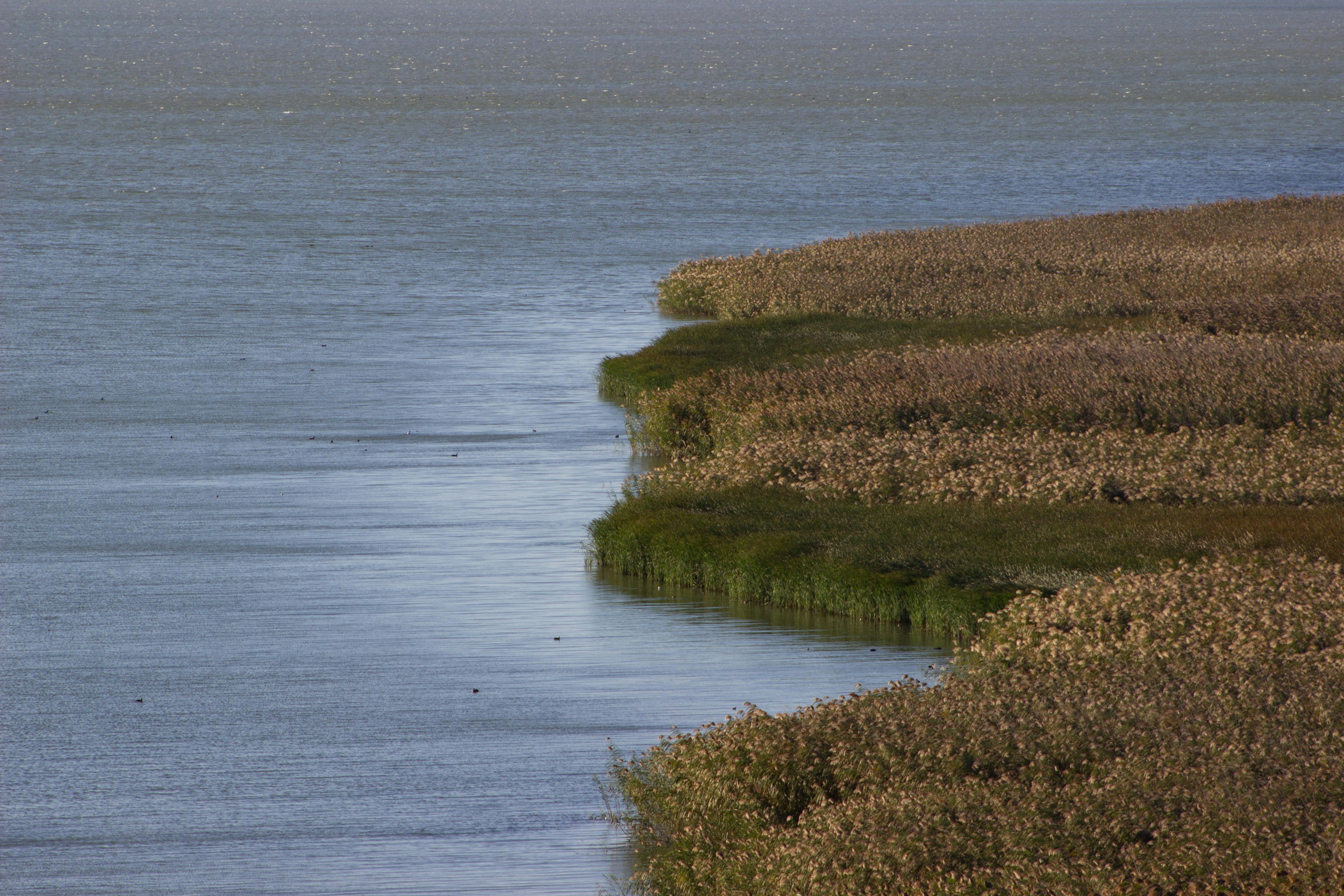 Serene Wetlands View with Grasses and Water · Free Stock Photo