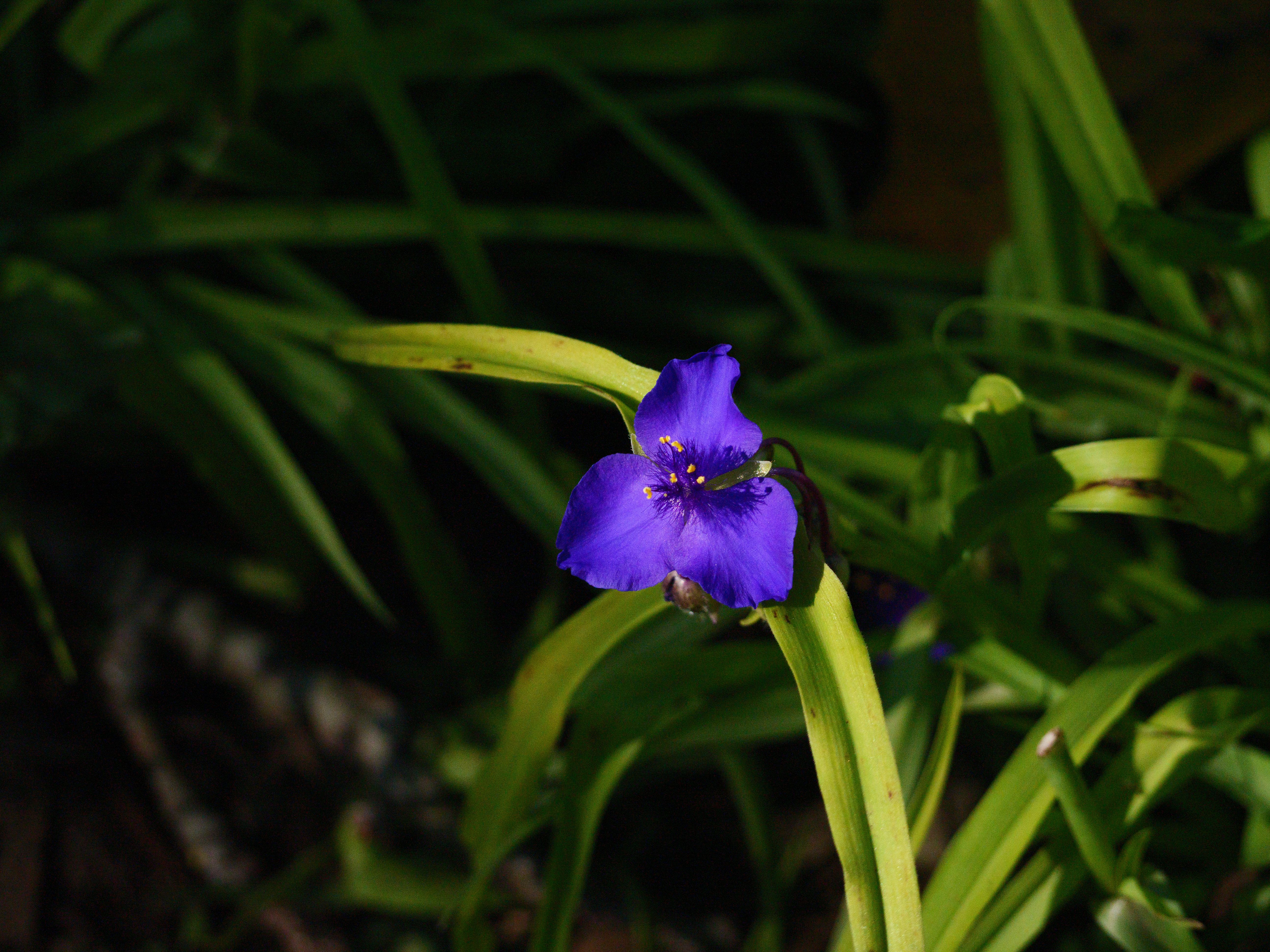 Vibrant Purple Spiderwort in Natural Setting · Free Stock Photo