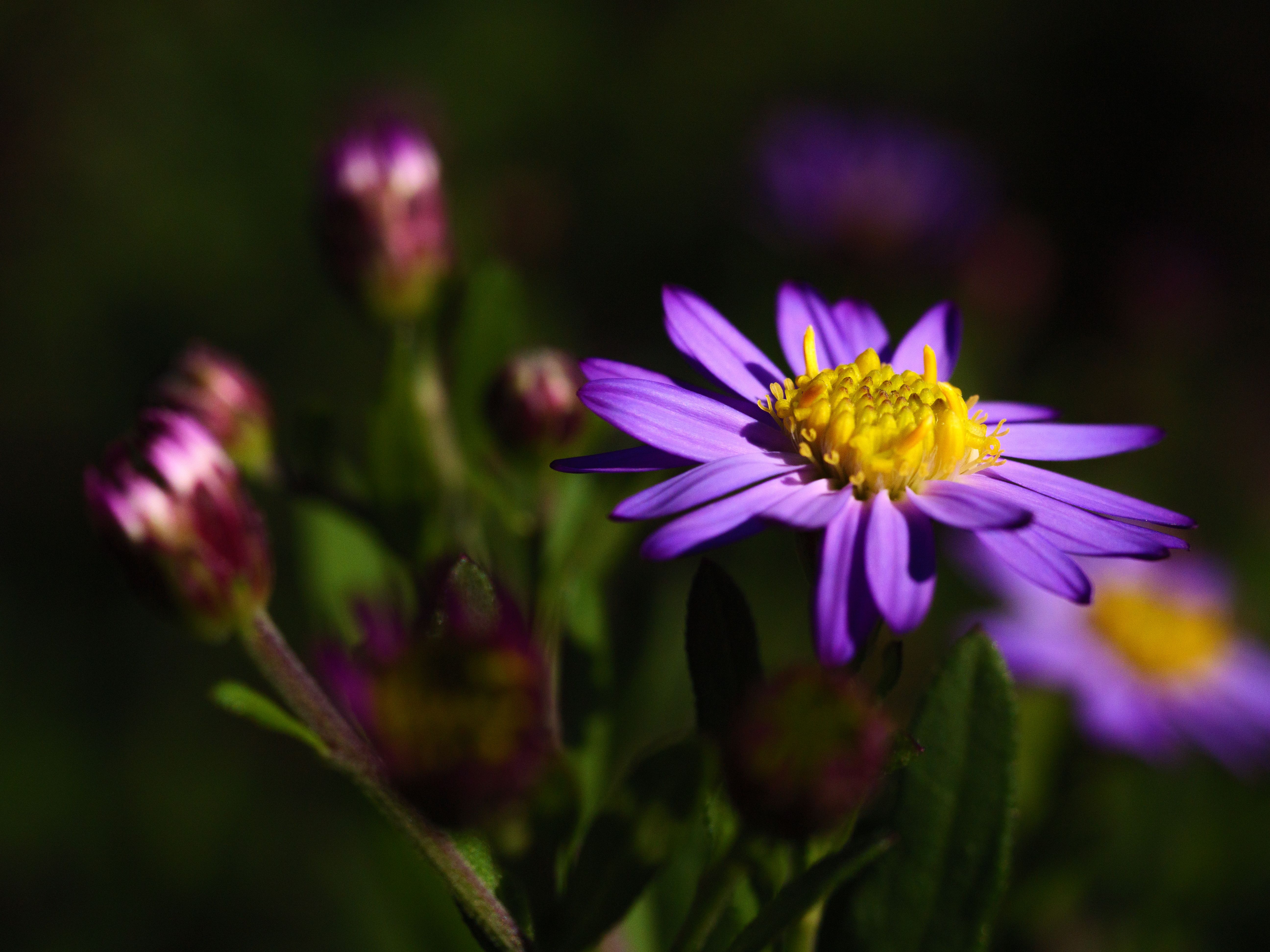 Vibrant Purple Aster Flower in Bloom · Free Stock Photo