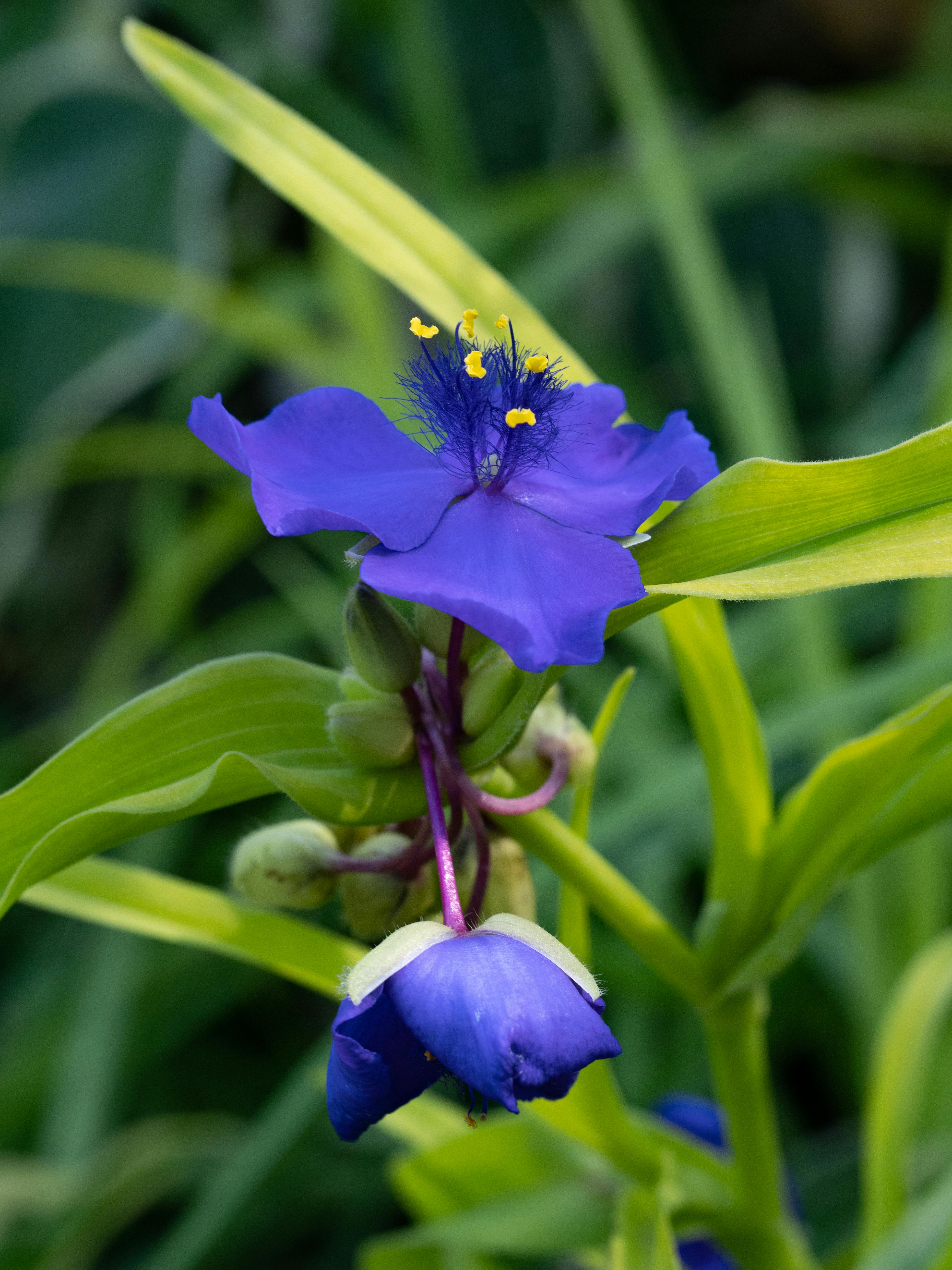 Close-up of a vibrant purple spiderwort flower · Free Stock Photo