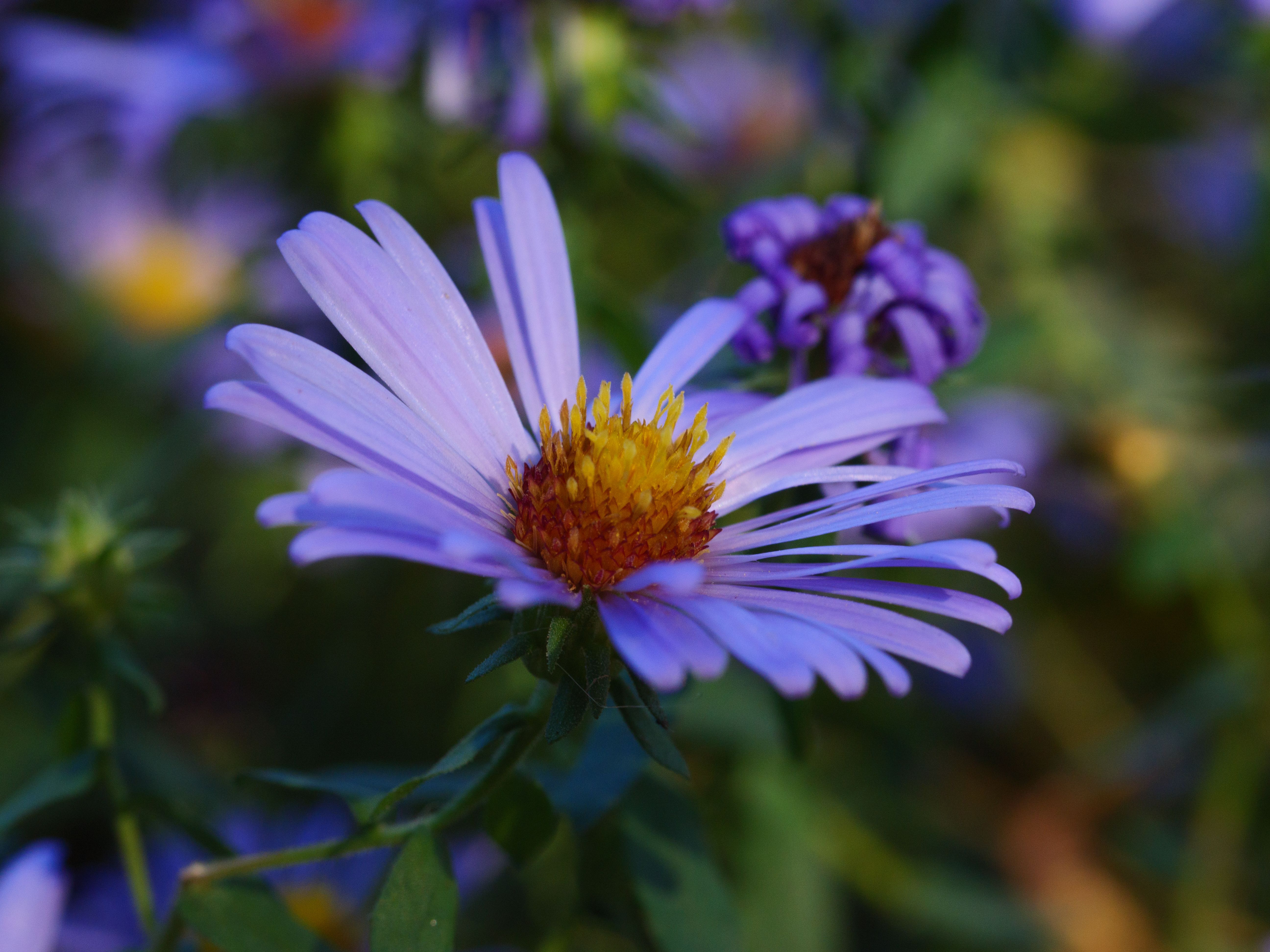 Close-up of Vibrant Purple Aster Flower · Free Stock Photo