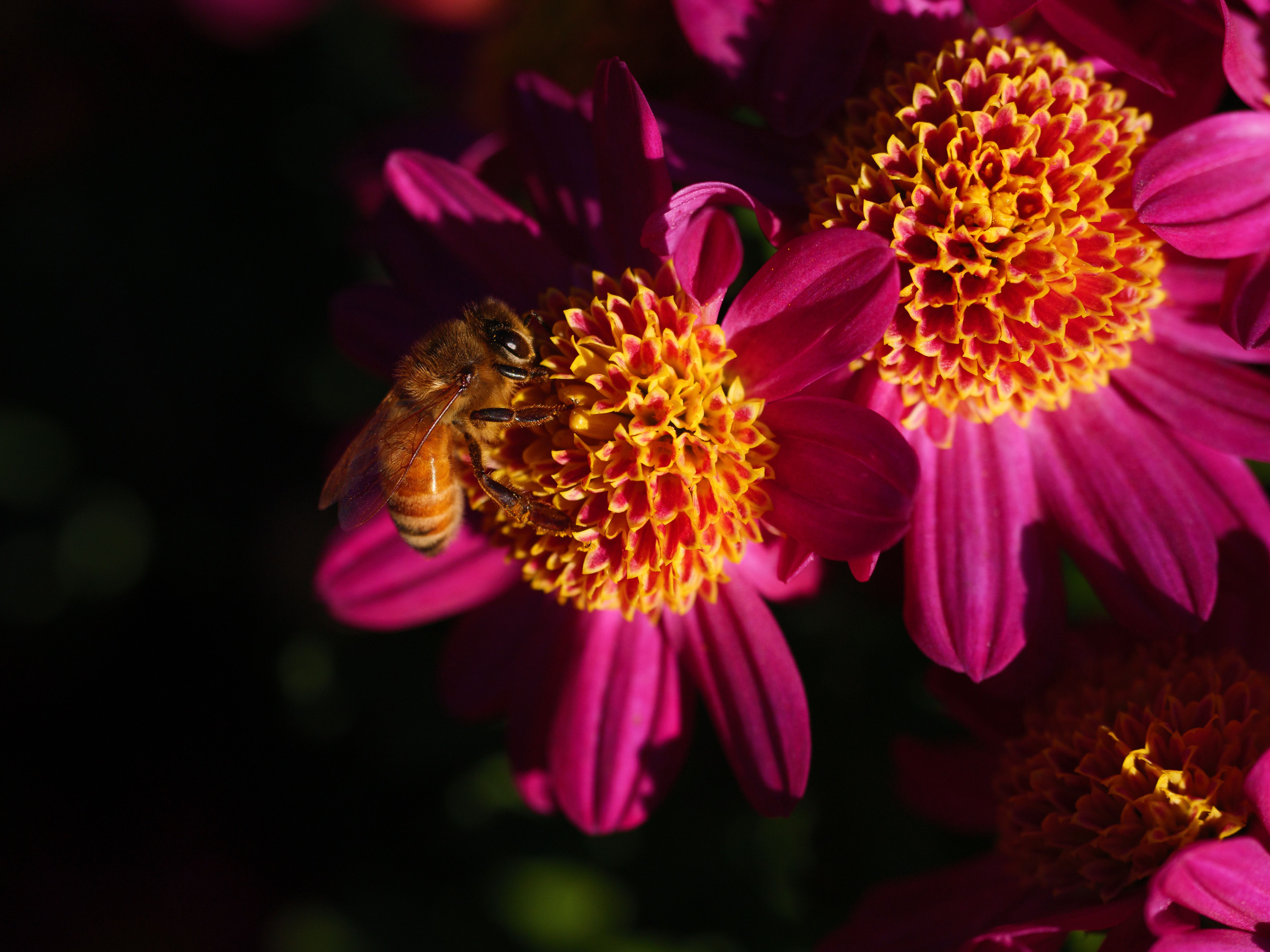 Bee Pollinating Colorful Chrysanthemums in Bloom · Free Stock Photo
