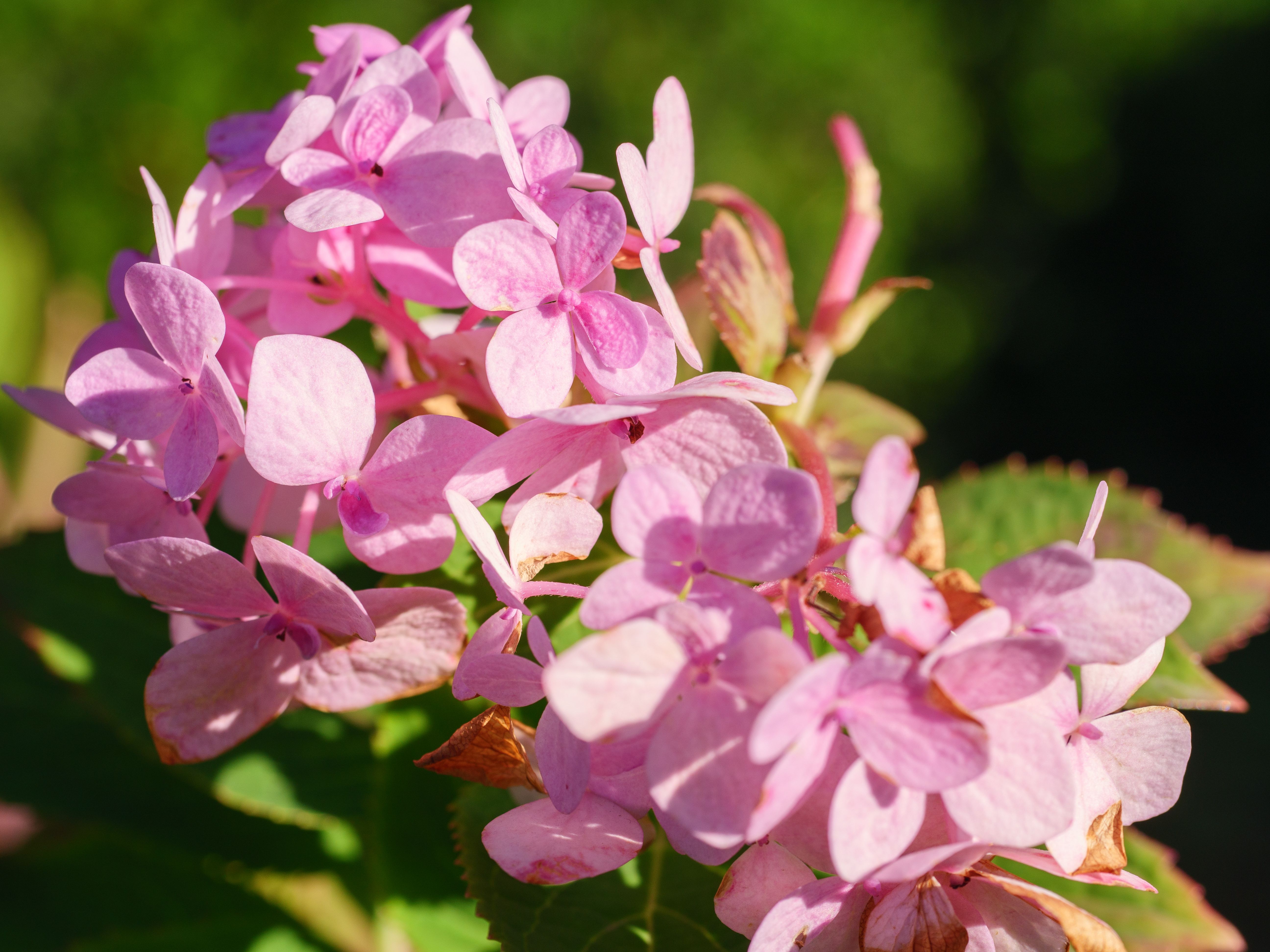 Hydrangea Chinensis Photos, Download The BEST Free Hydrangea Chinensis ...