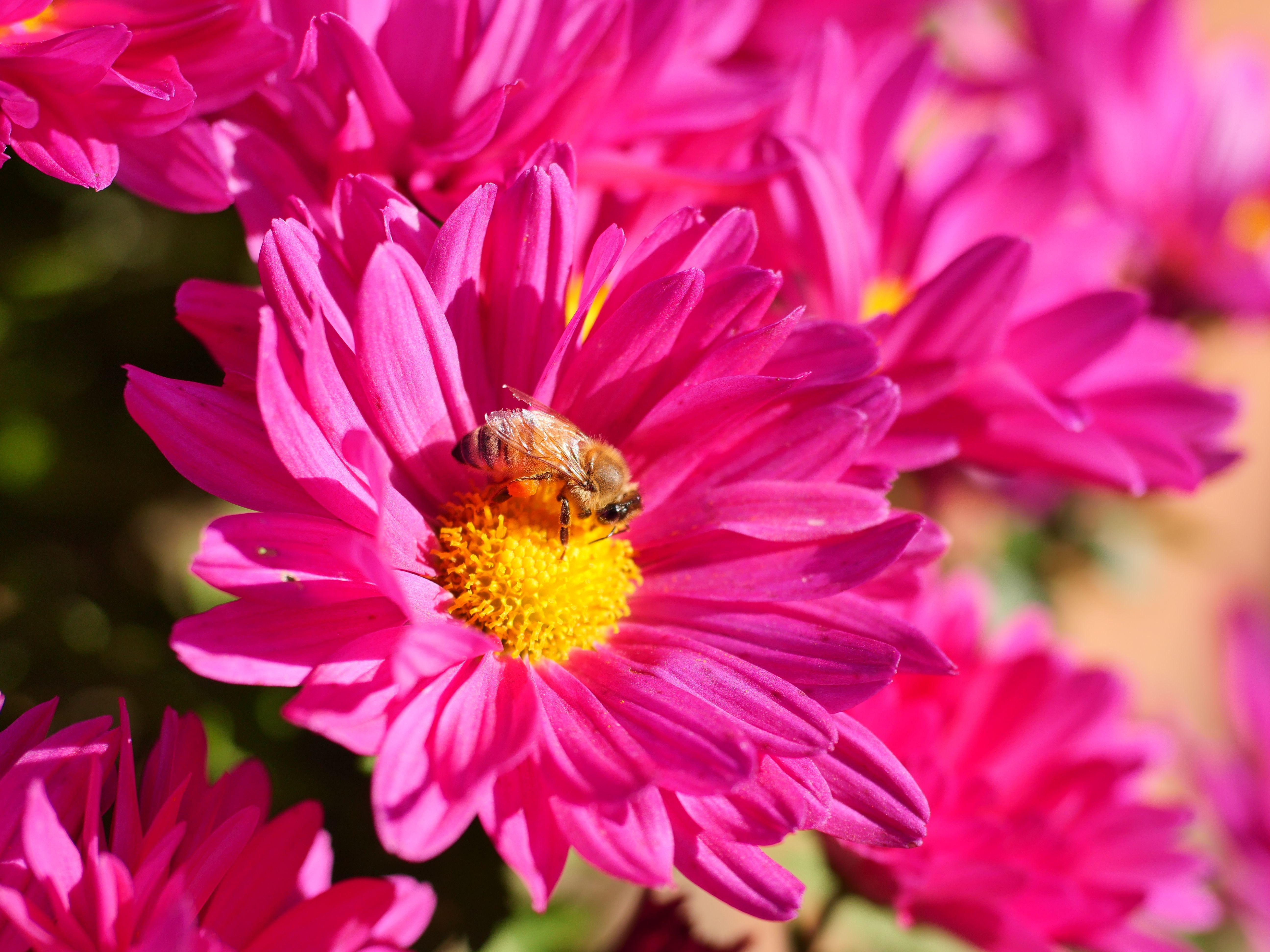 Honey Bee on Pink Chrysanthemum Blossom · Free Stock Photo