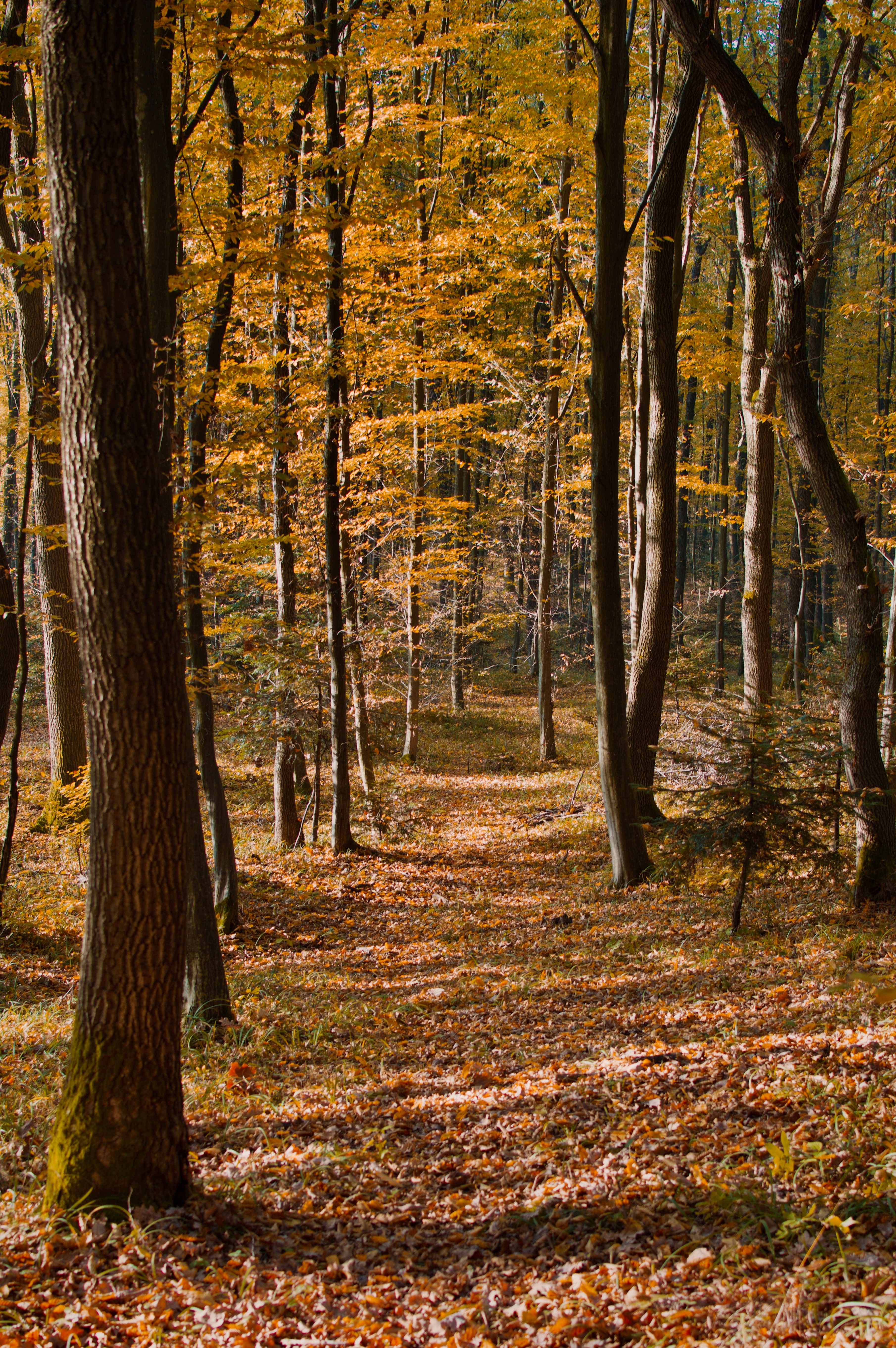 Beautiful Autumn Forest Path with Golden Leaves · Free Stock Photo