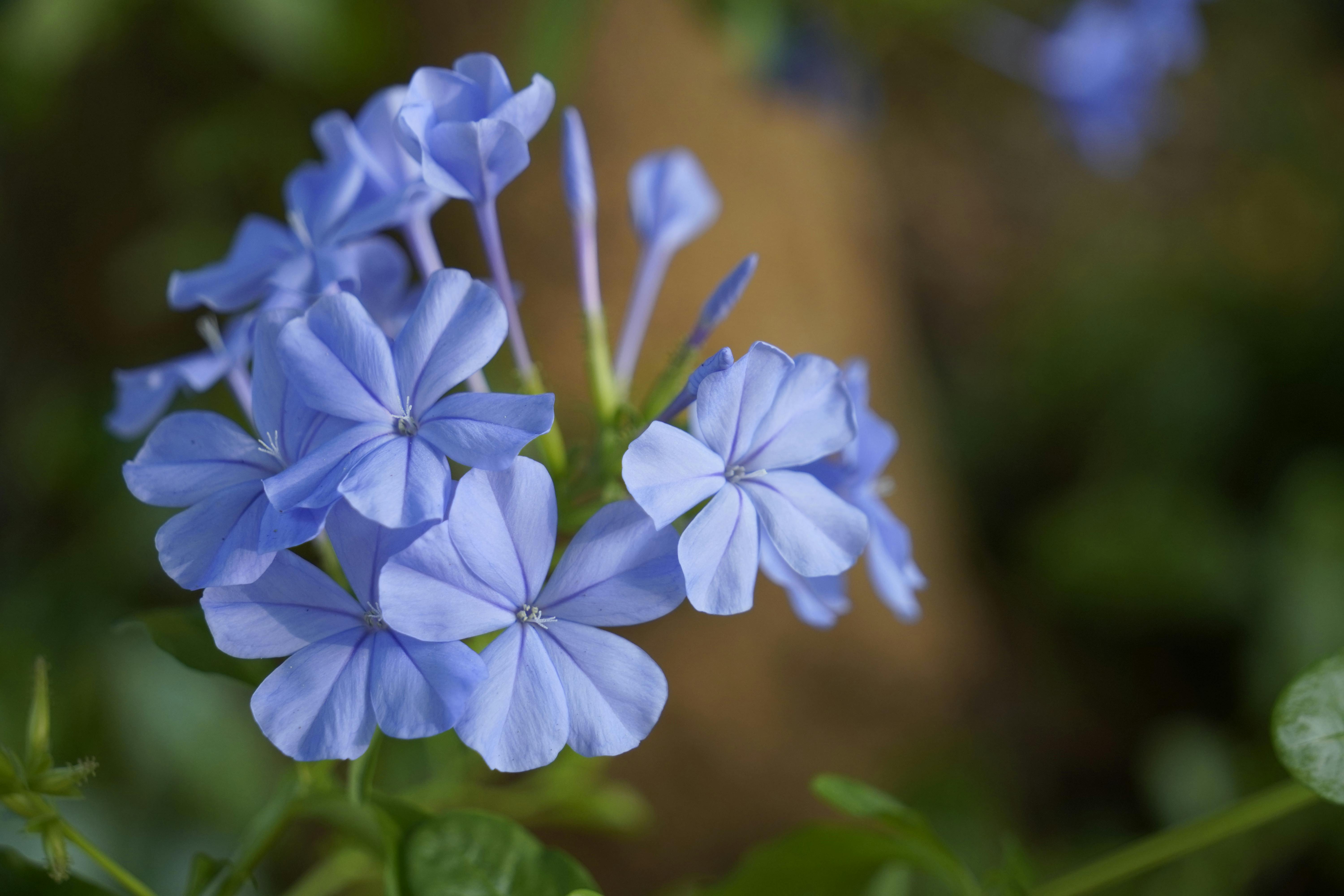Selective Focus Photo of Blue Periwinkle Flower · Free Stock Photo