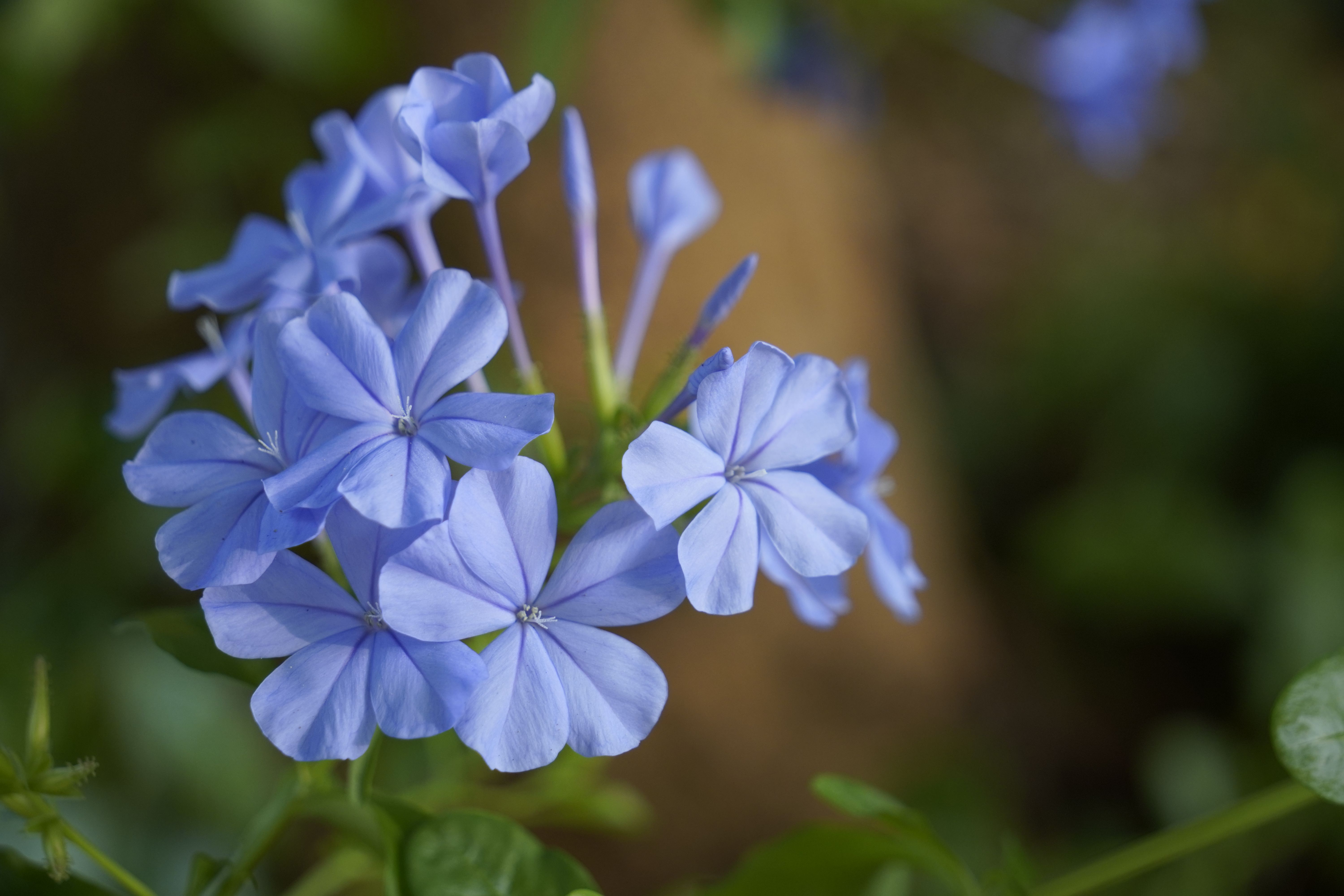 Primer Plano De Flores De Plumbago De Color Azul Vibrante · Foto de ...