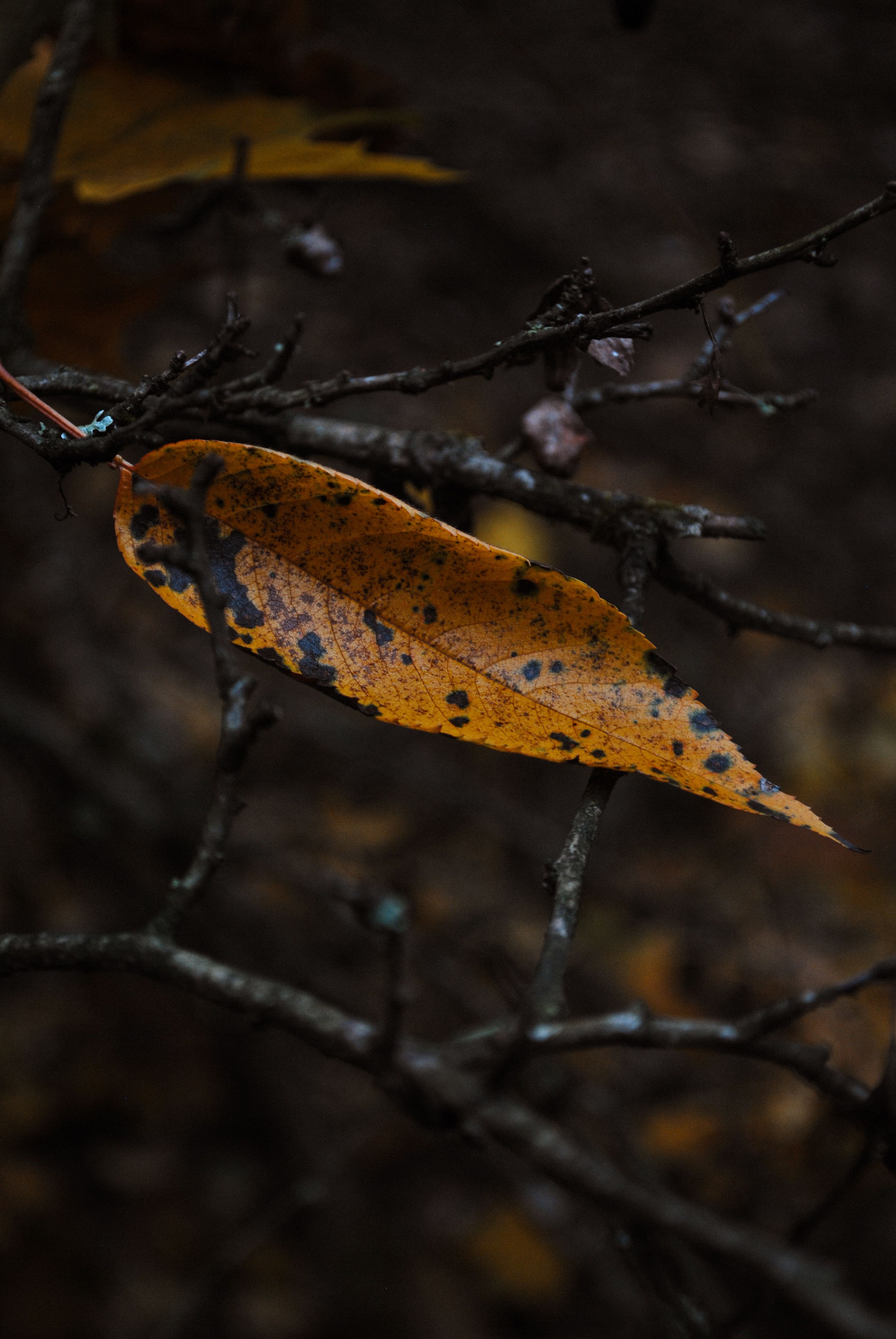 Moody Close-up of Autumn Leaf on Branch · Free Stock Photo