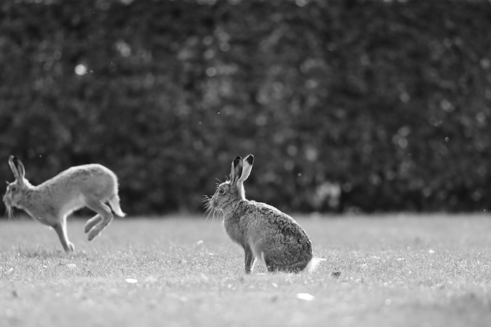 Rabbit Photos Photos, Download The BEST Free Rabbit Photos Stock Photos ...