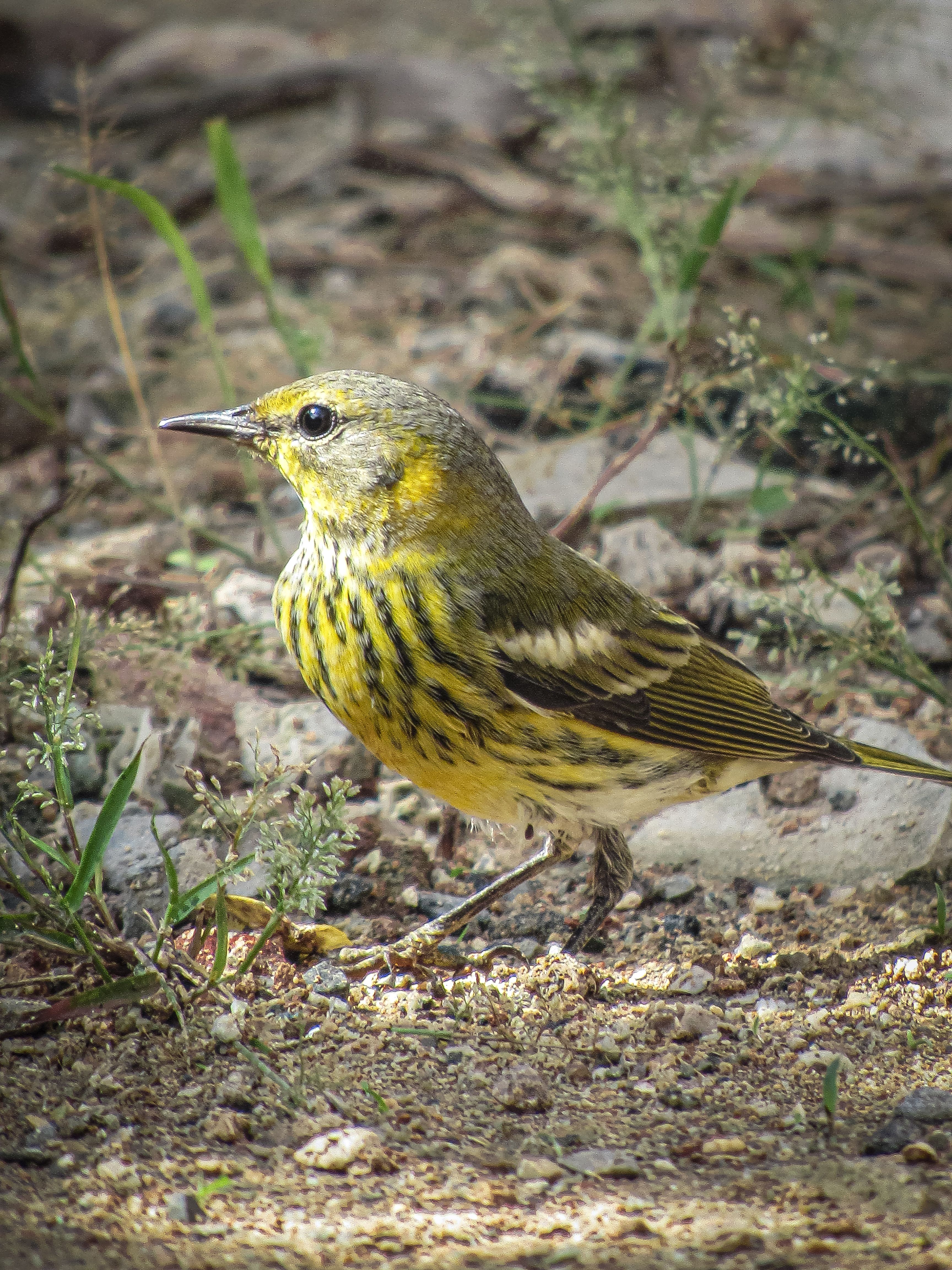 Vibrant Yellow Warbler in Natural Habitat · Free Stock Photo