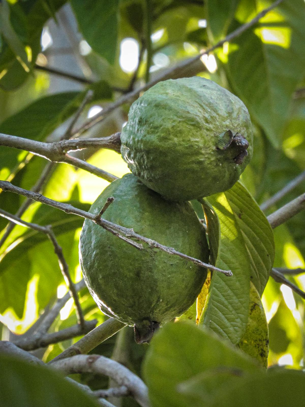 Guava Tree Photos, Download The BEST Free Guava Tree Stock Photos & HD ...