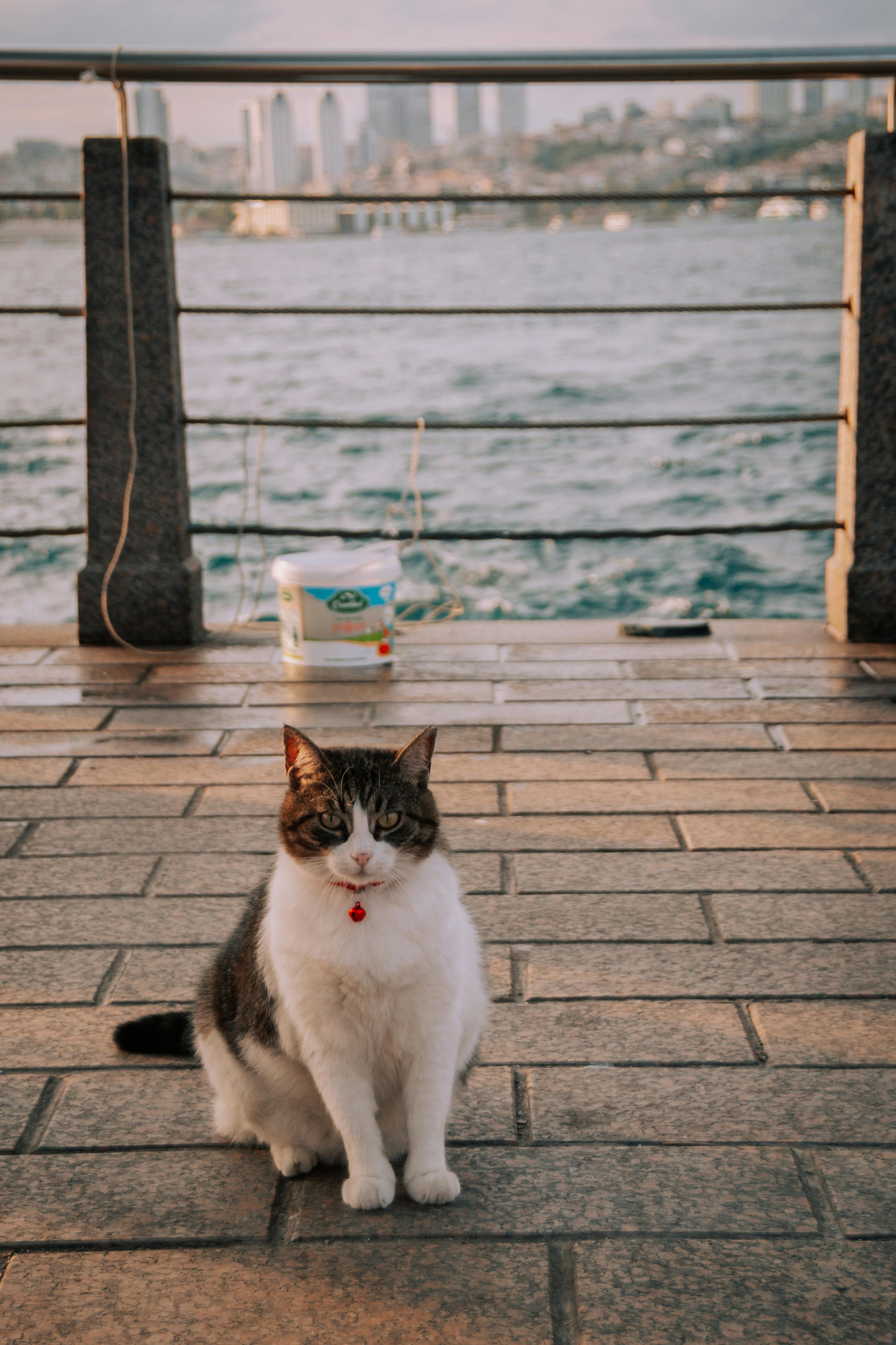 Serene Cat Sitting by Waterfront in Urban Setting · Free Stock Photo